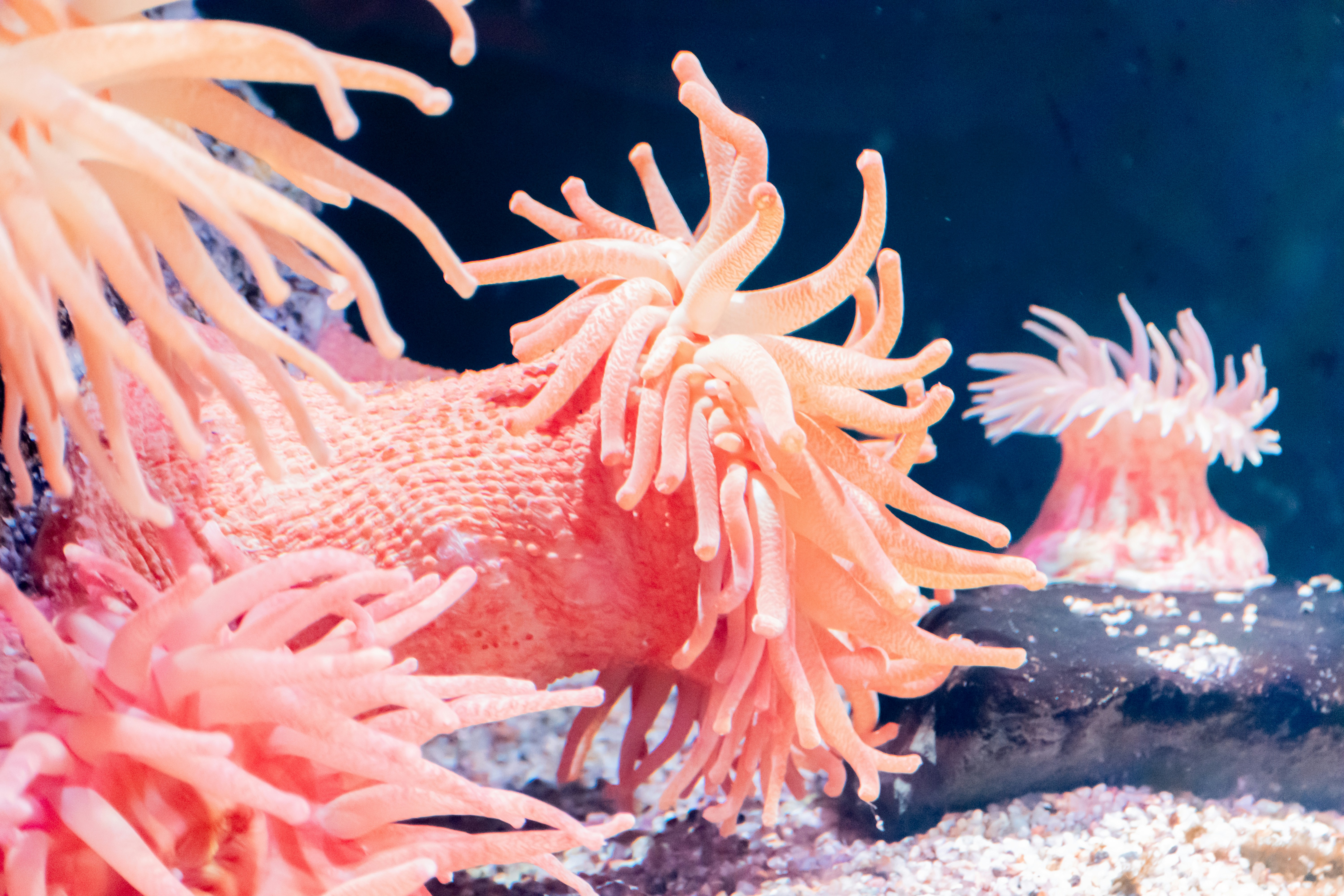 Pink Sea Anemones in a Submerged Reef Corridor