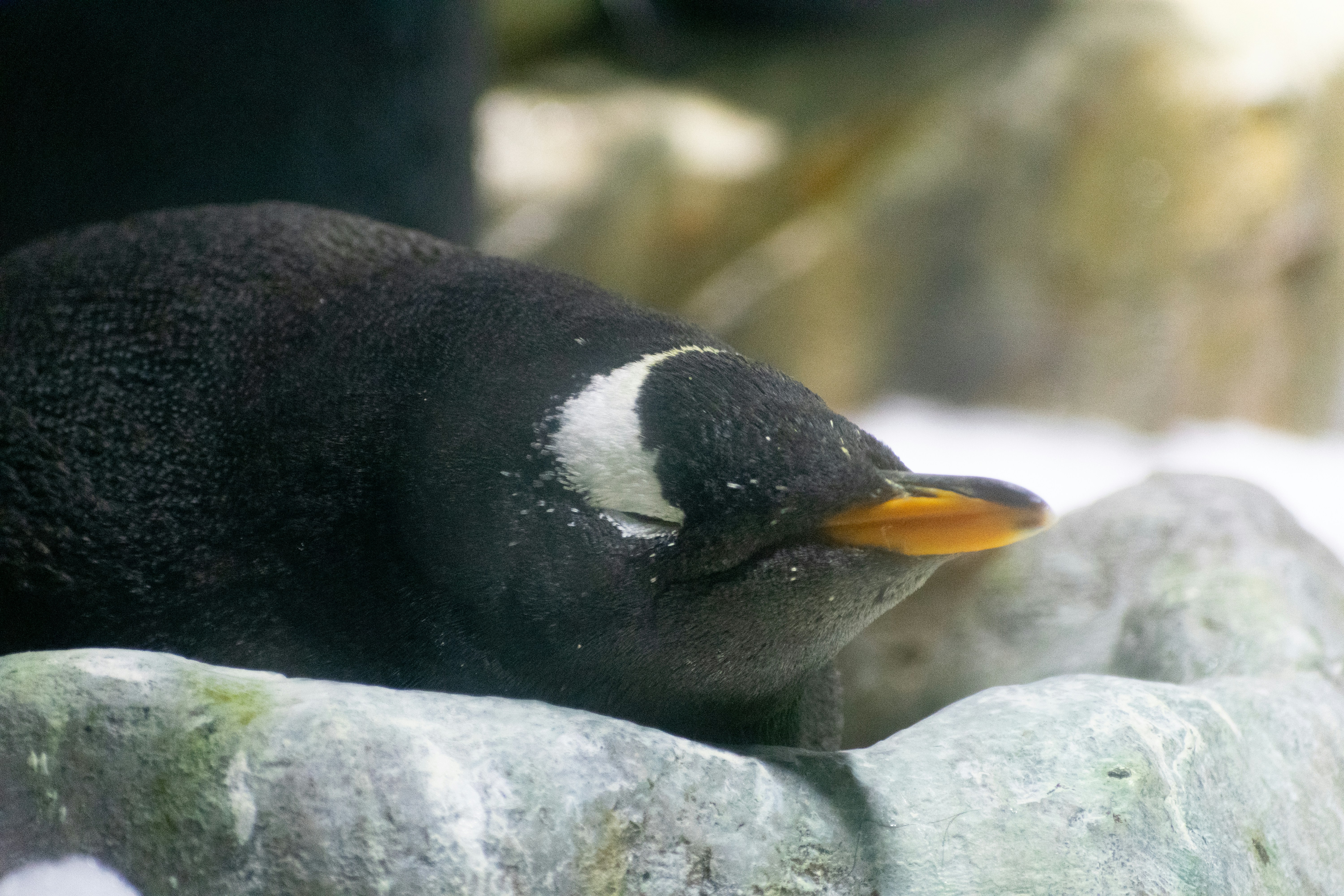 Gentoo Penguin Dozing on Weathered Granite
