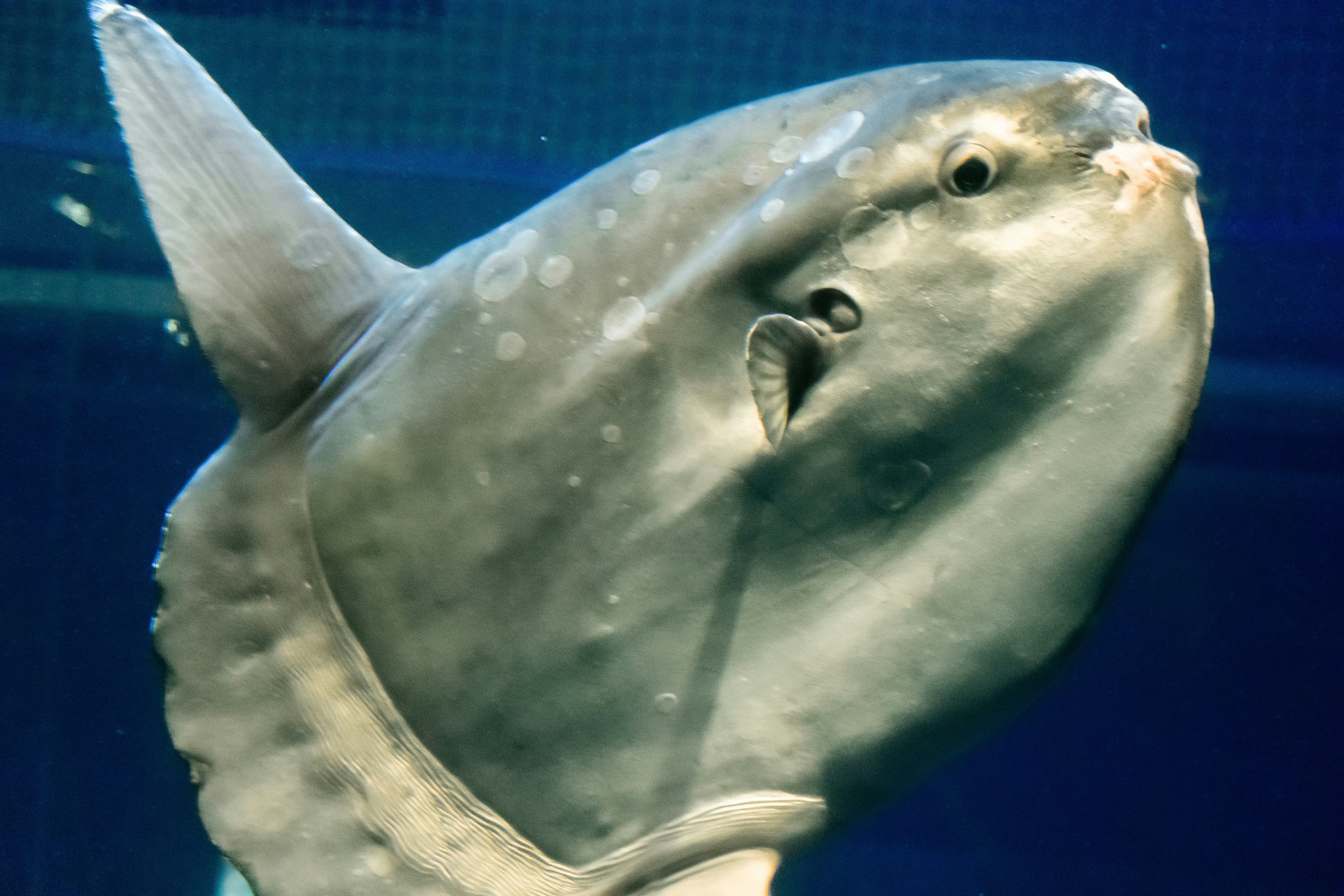 Oval Guardian: Close Encounter with a Stingray's Burly Face