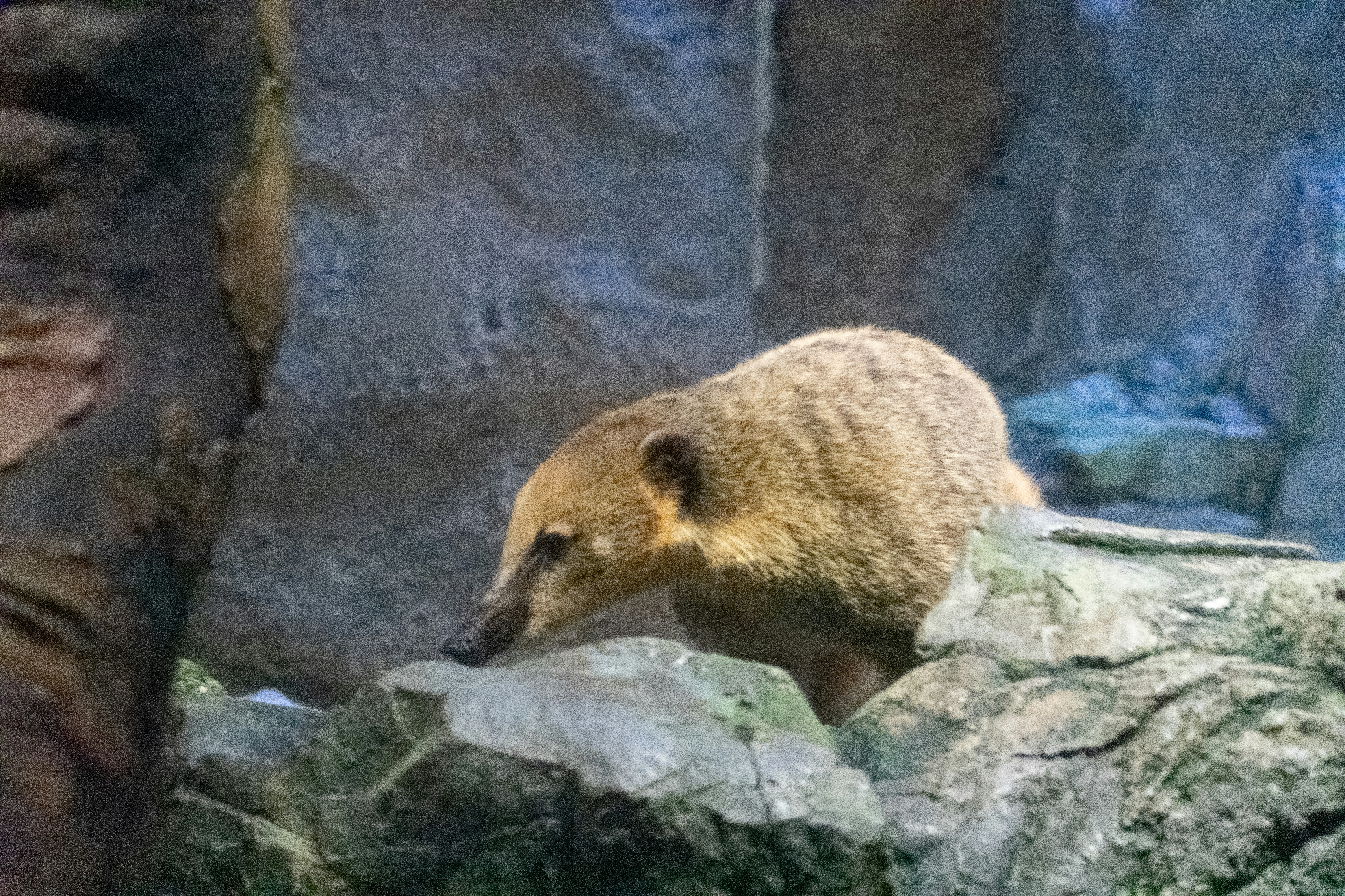 Hidden Riverbank Stalker: A Sunlit Marmot Peering Through Craggy Terrain