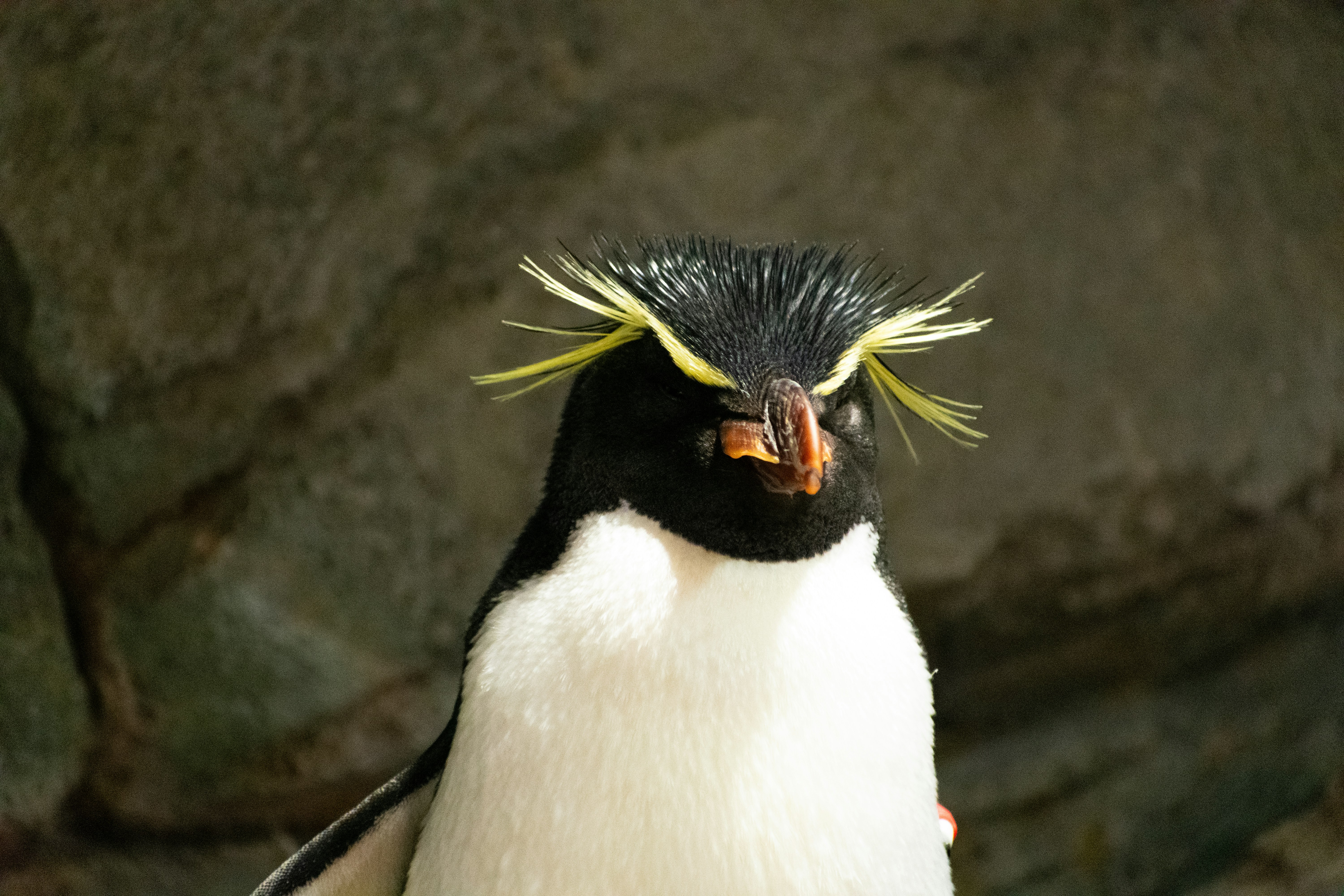 A close up of a penguin with a mohawk on it's head photo – Free Japan ...