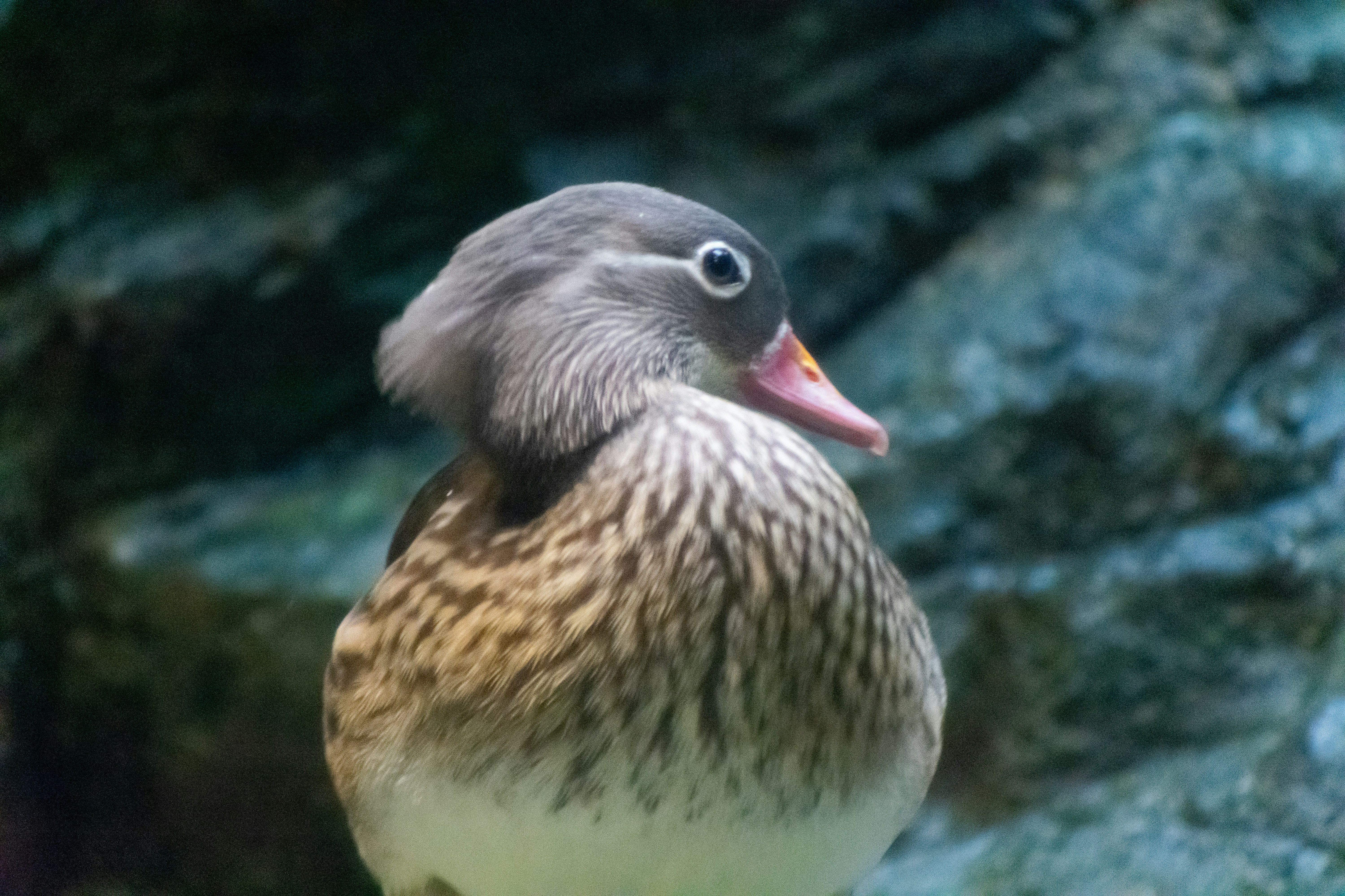 Close-Up Duck Portrait: Speckled Chest and Perceptive Eye