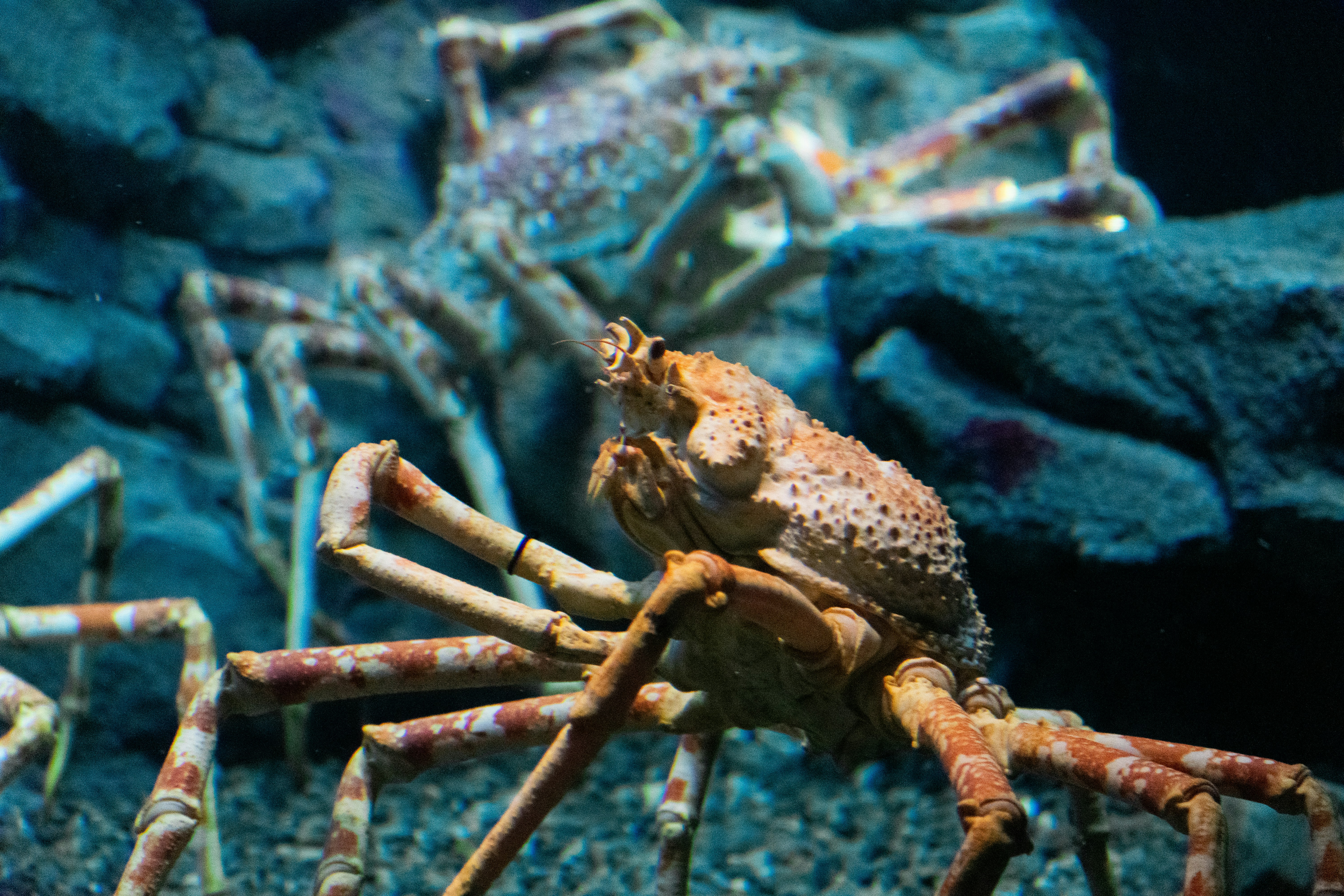 Blue-Rubble Spotlight: Portrait of a Spider Crab Amid Reef Debris