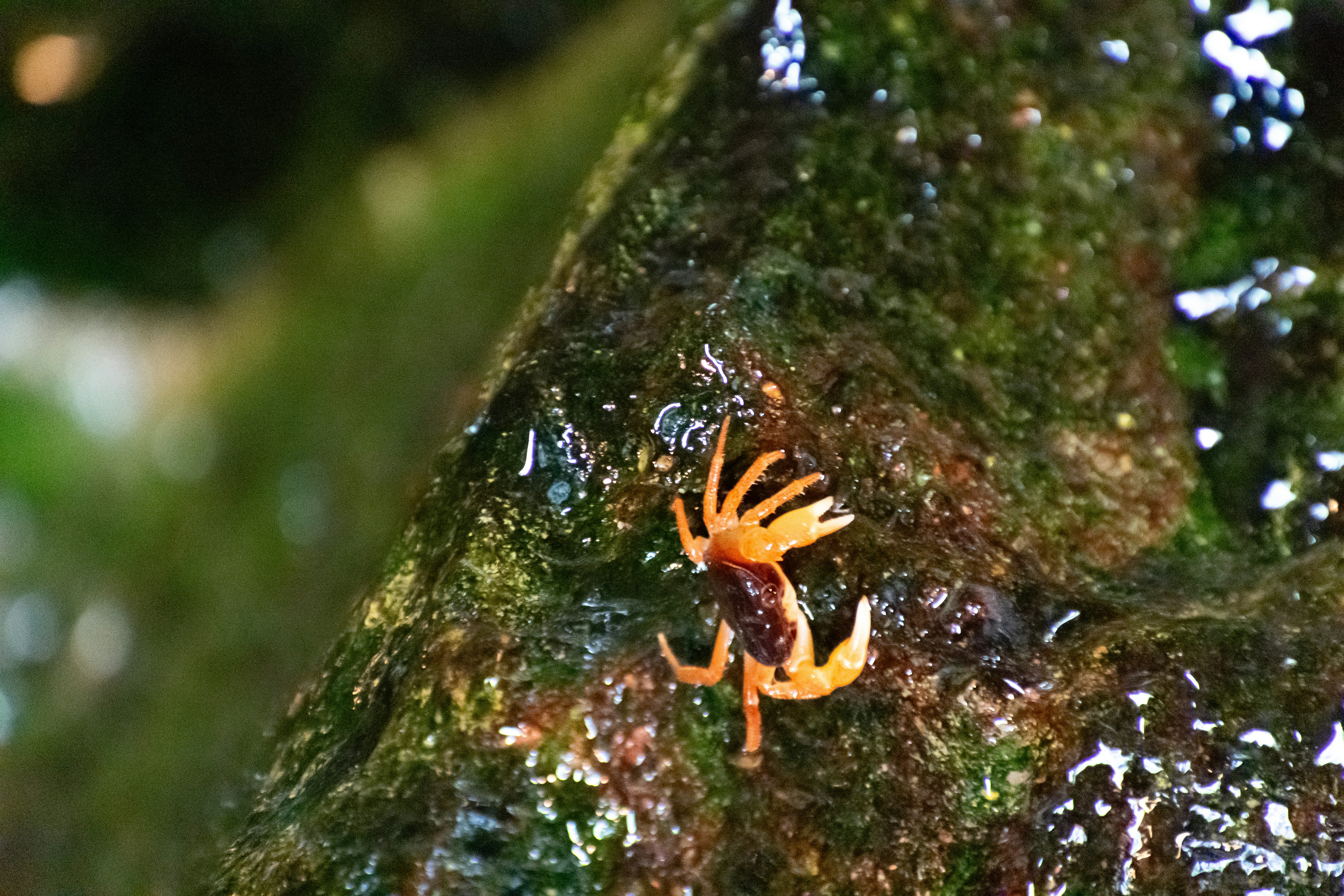 Citrus-Hued Crab Spider Navigates a Slick Moss on Rock