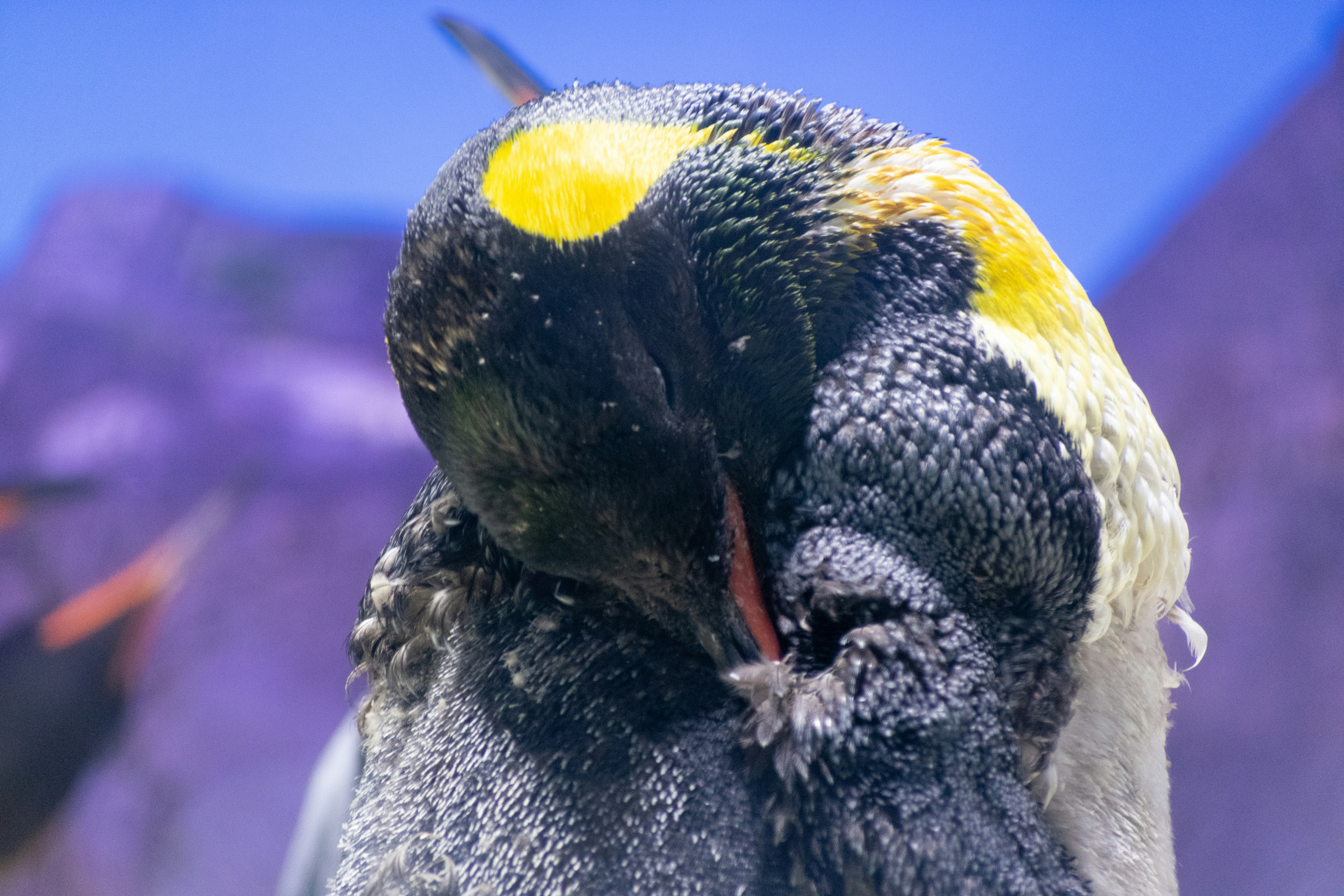 Close-Up Crown: Penguin Portrait with a Golden Yellow Crown