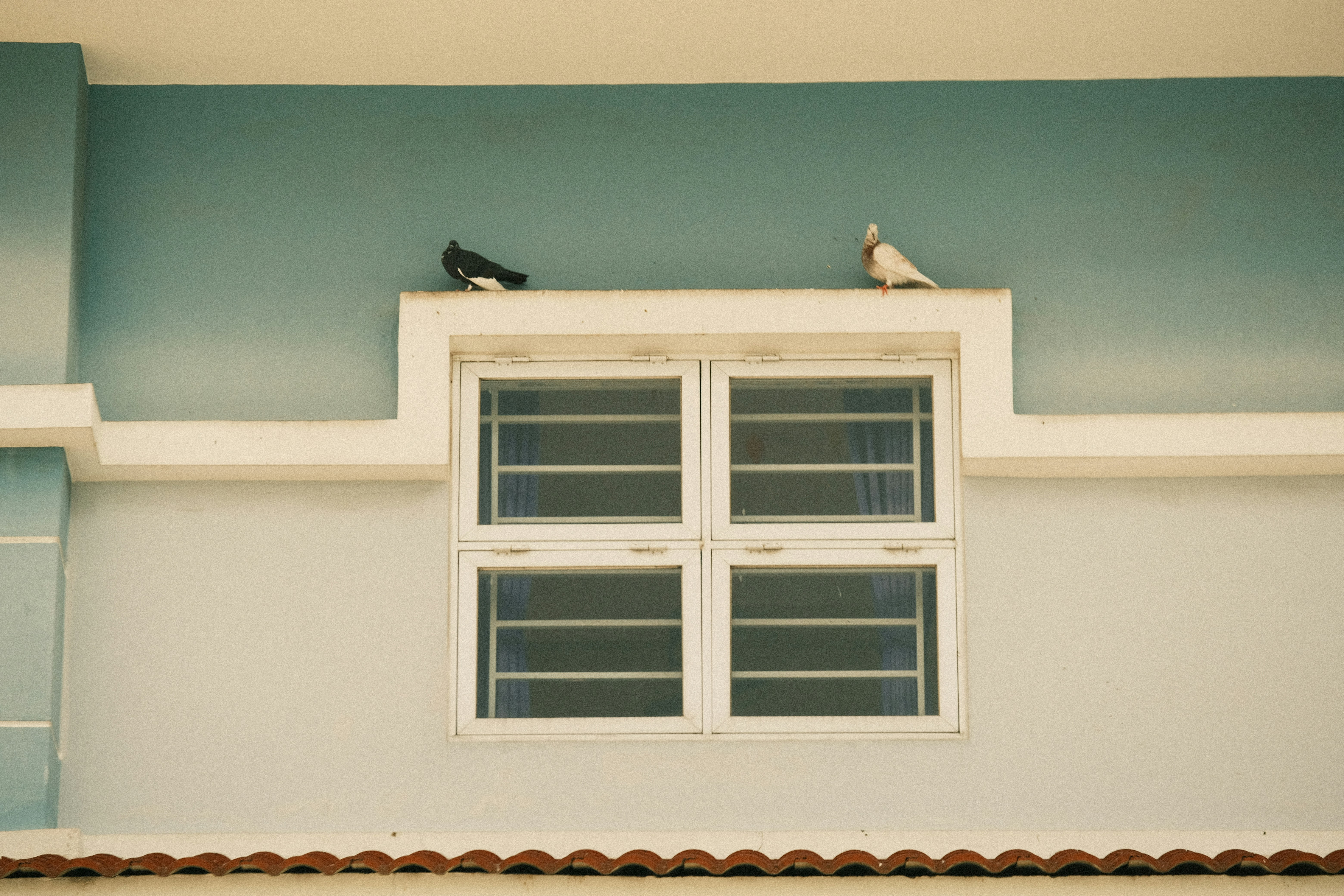 Two pigeons rest above a symmetrical window on a blue and cream building facade.
