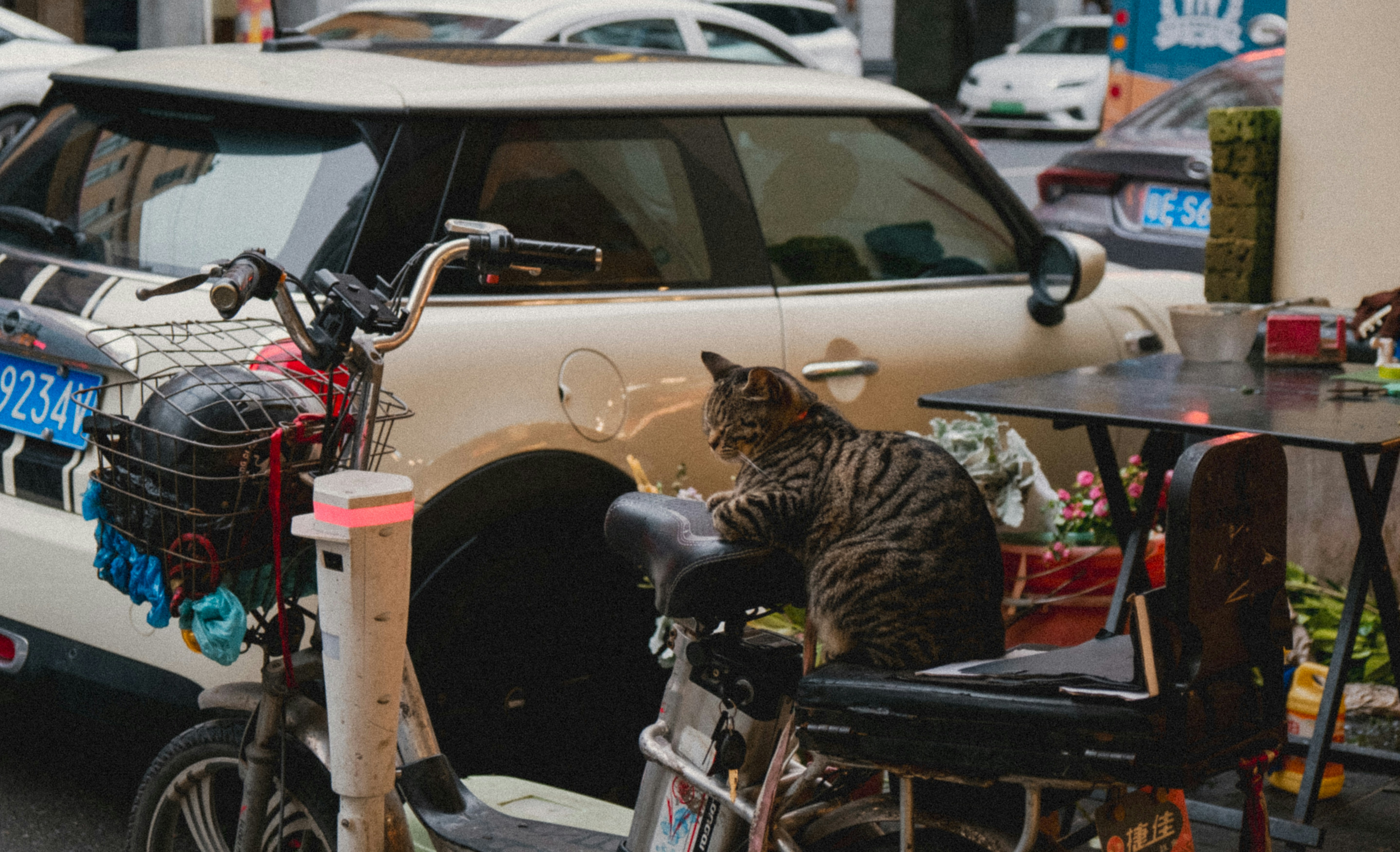 City Cat on a Bicycle Seat: A Quiet Moment by the Market Stall