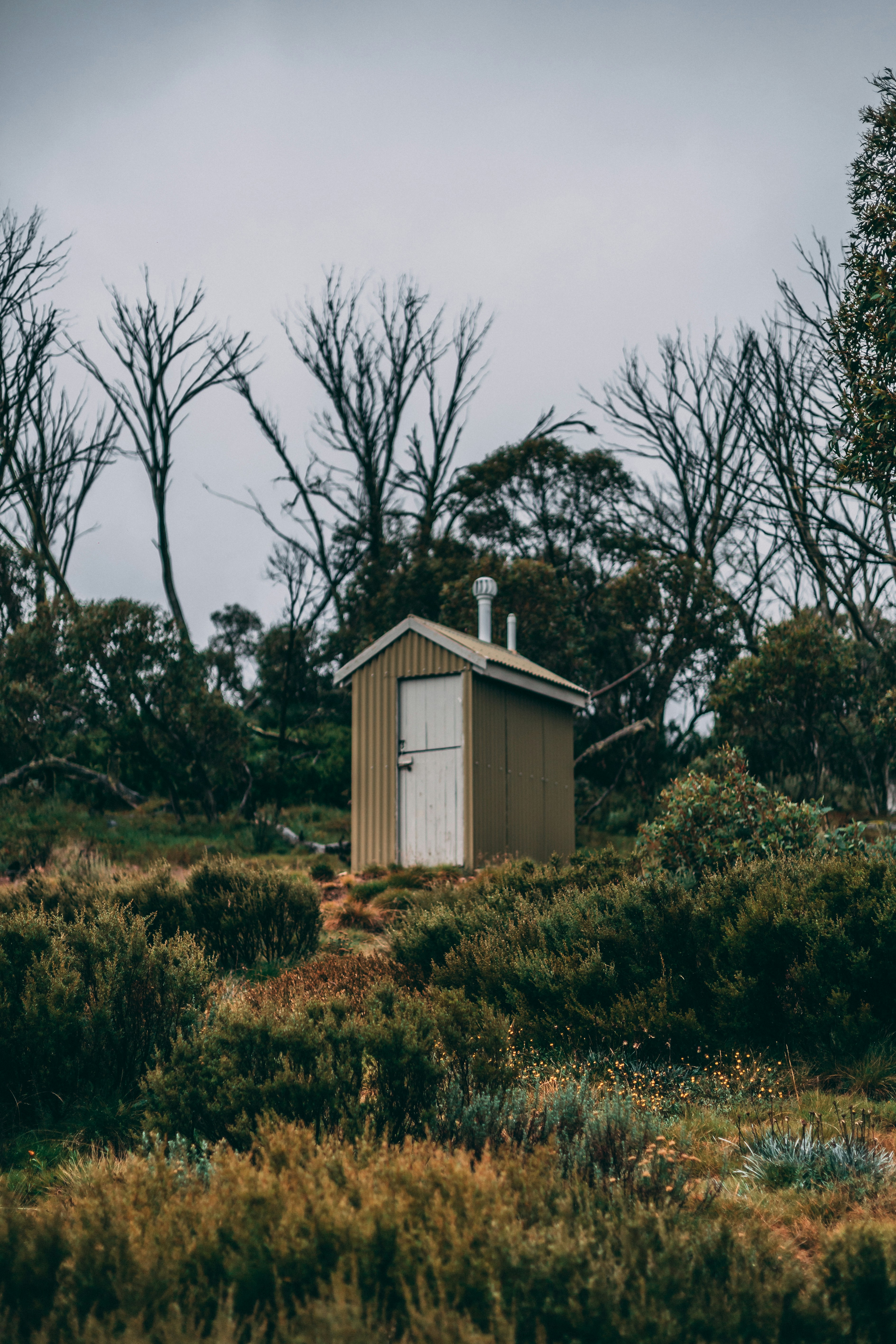 Hollow Moor Shelter: A Humble Shed Among Windswept Shrubs