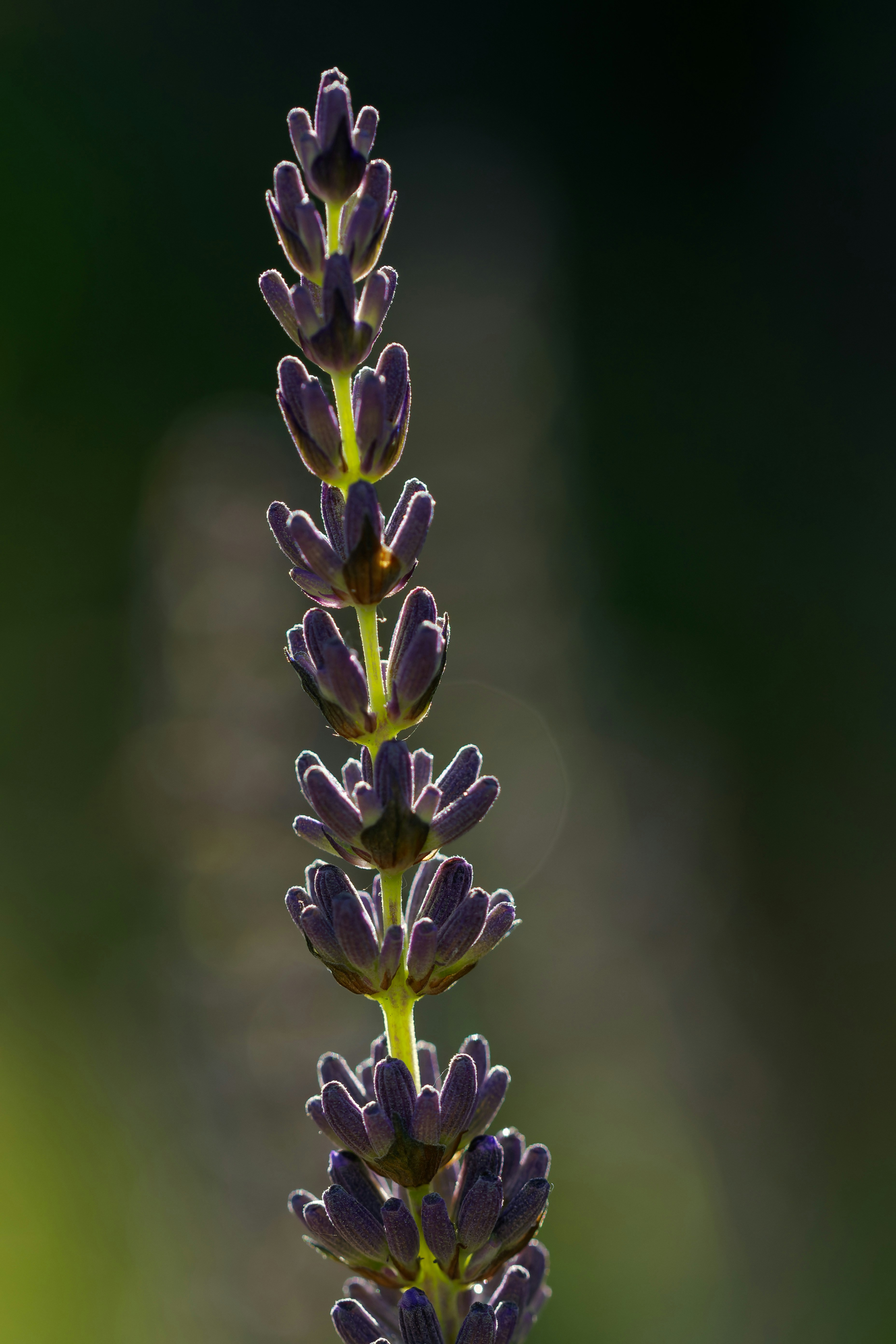 Lavender Spike in Quiet Backlight