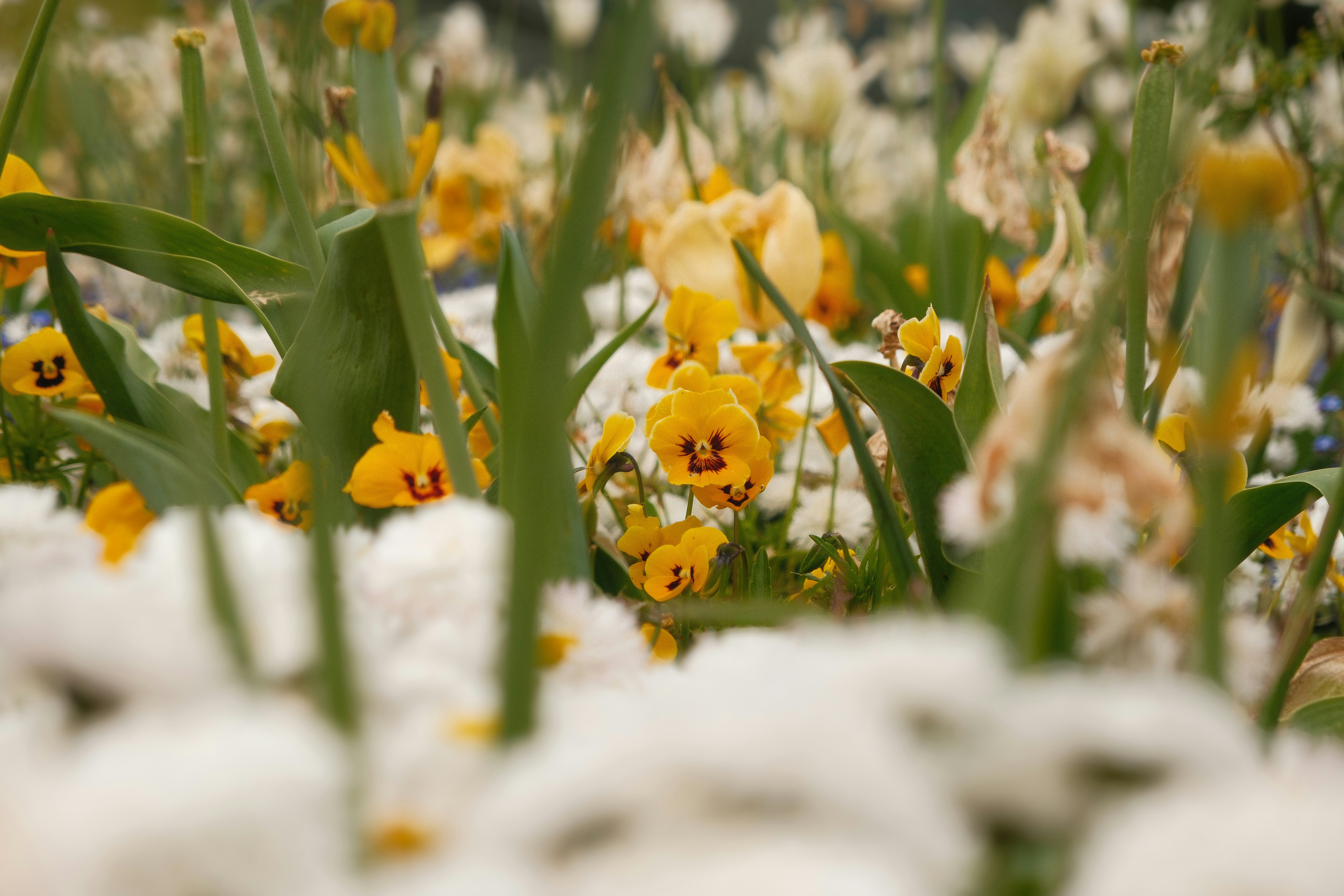 Sunlit Yellow Pansies Against a Veil of White Blooms