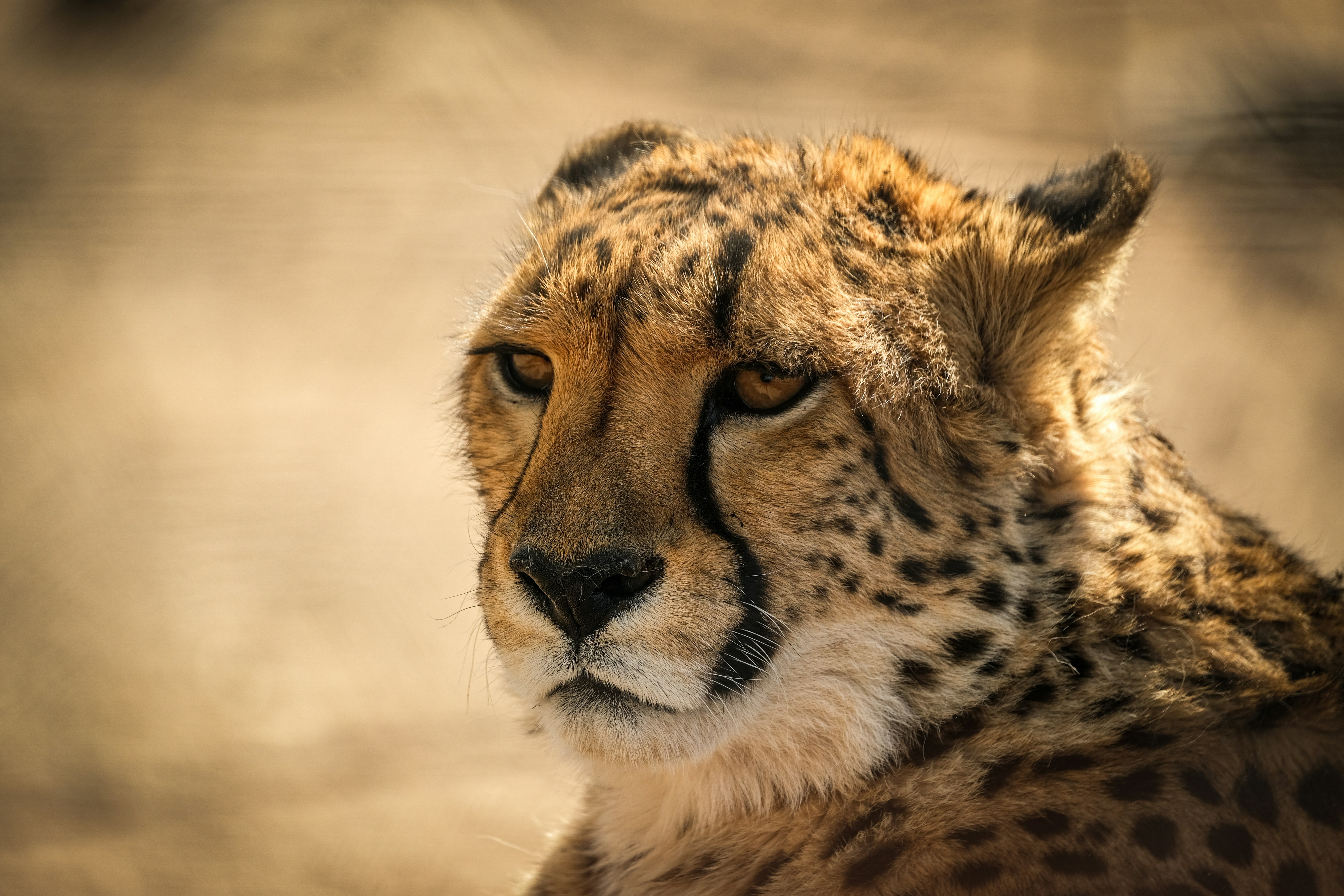 A close up of a cheetah laying down photo – Free Animal Image on Unsplash
