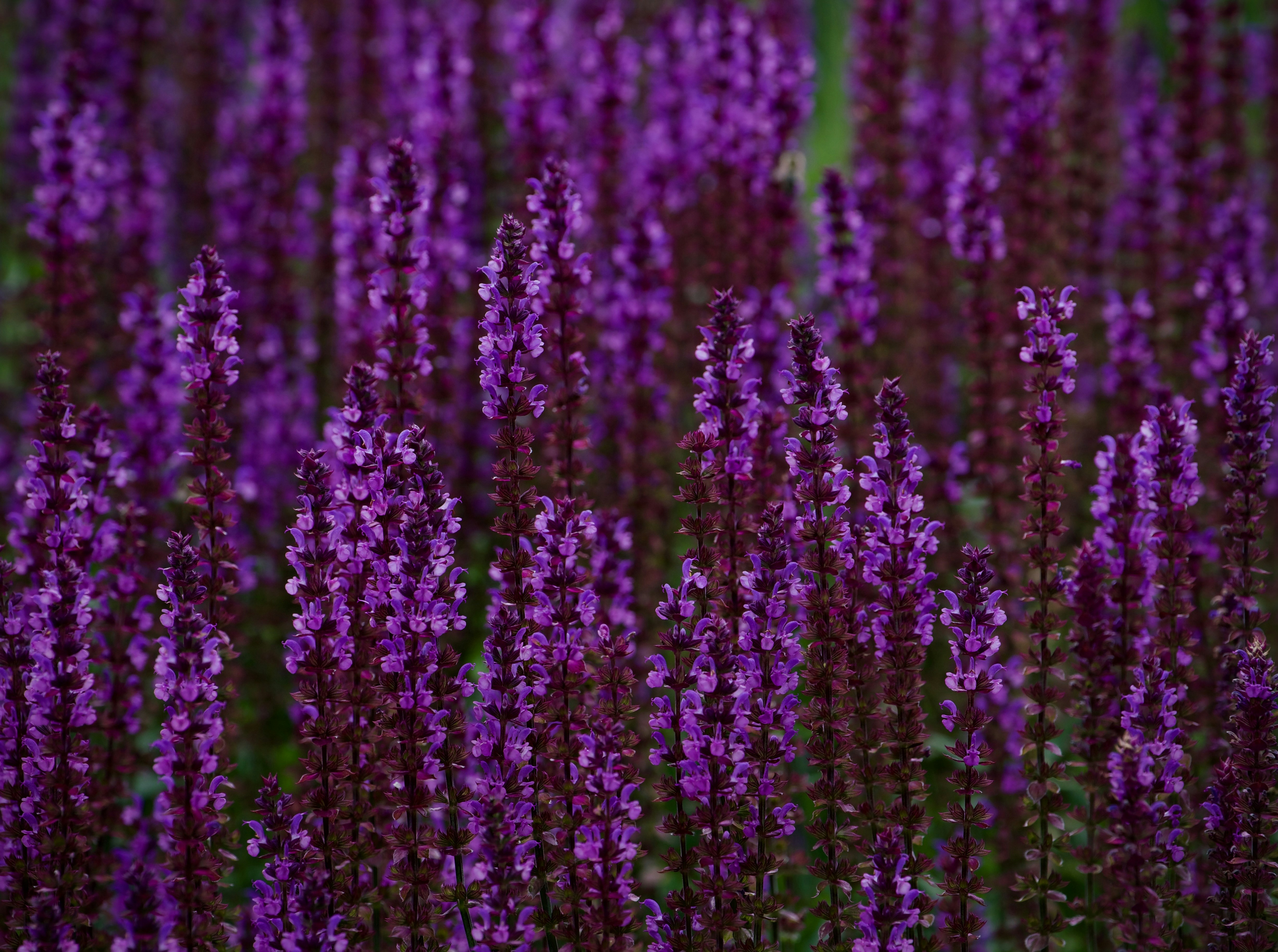 Lavender Spires: A Quiet Sea of Purple