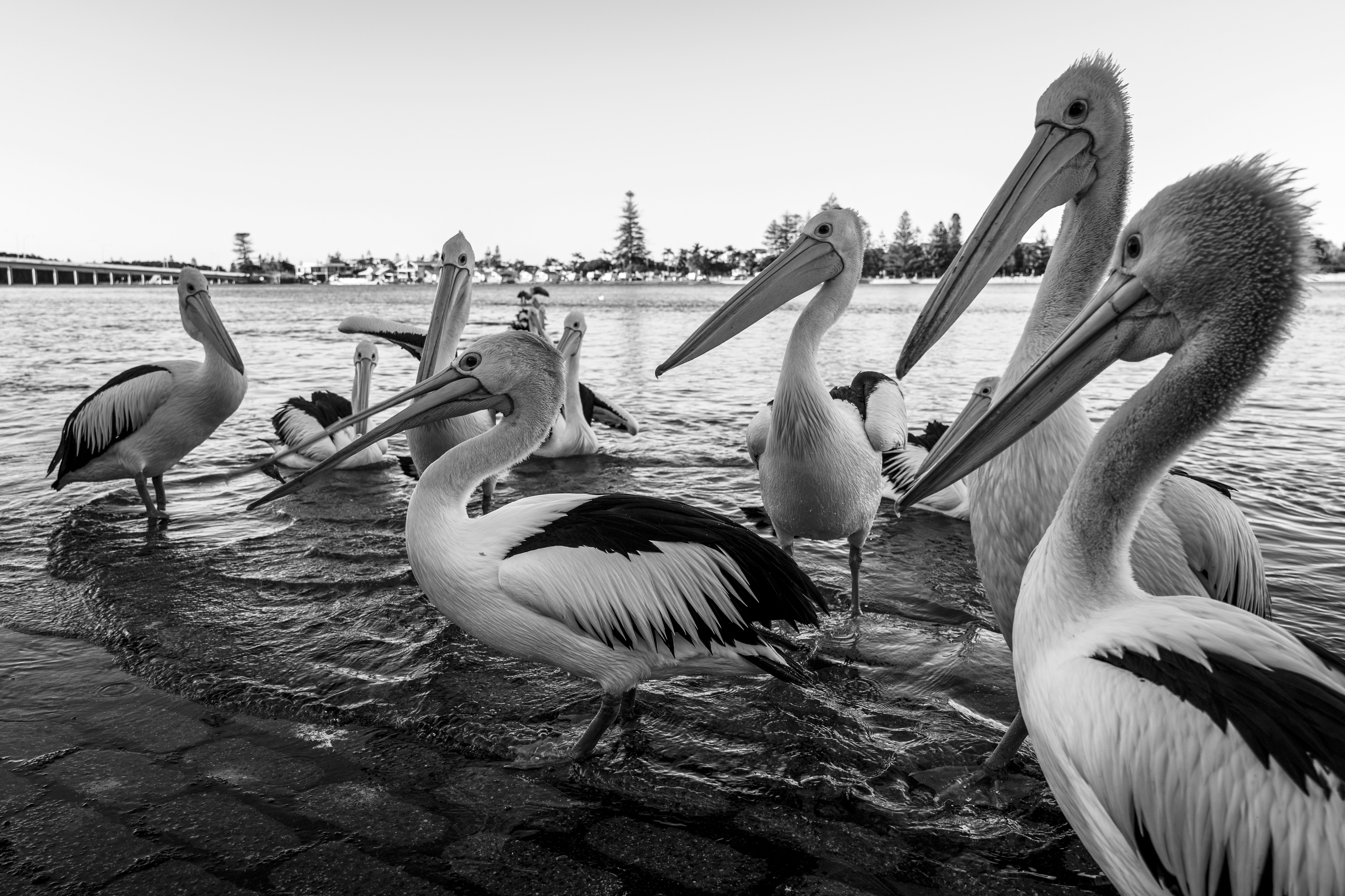 Monochrome Pelican Parade Along the Quay