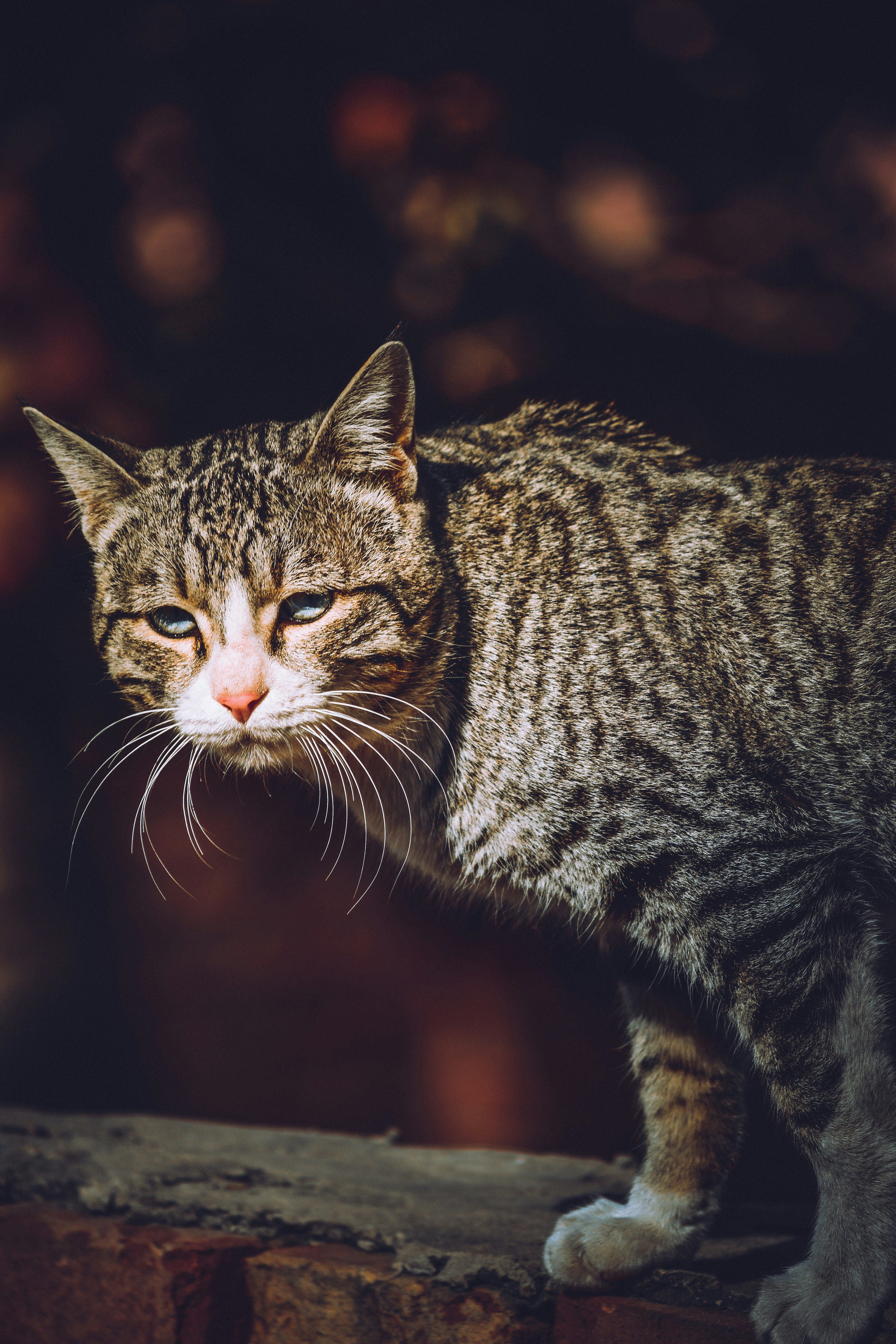 A striped cat with piercing blue eyes stands alert against a blurred background, embodying curiosity and grace.