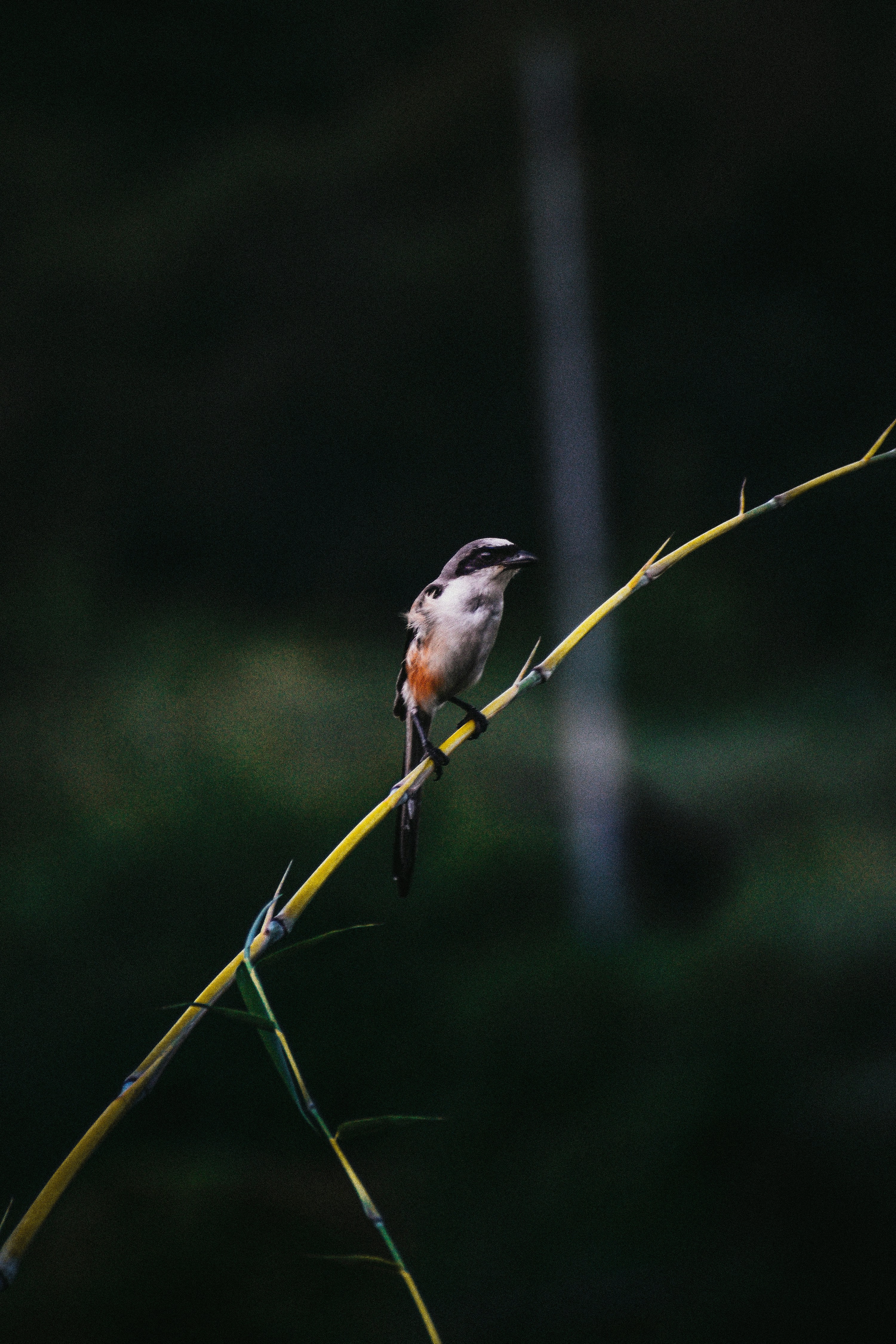 A serene image of a small bird perched on a slender branch against a lush, green background. The bird's detailed plumage and the delicate curve of the branch create a harmonious composition, making this photo a perfect choice for nature and wildlife enthusiasts. Ideal for themes related to ornithology, bird watching, and the beauty of the natural world.
