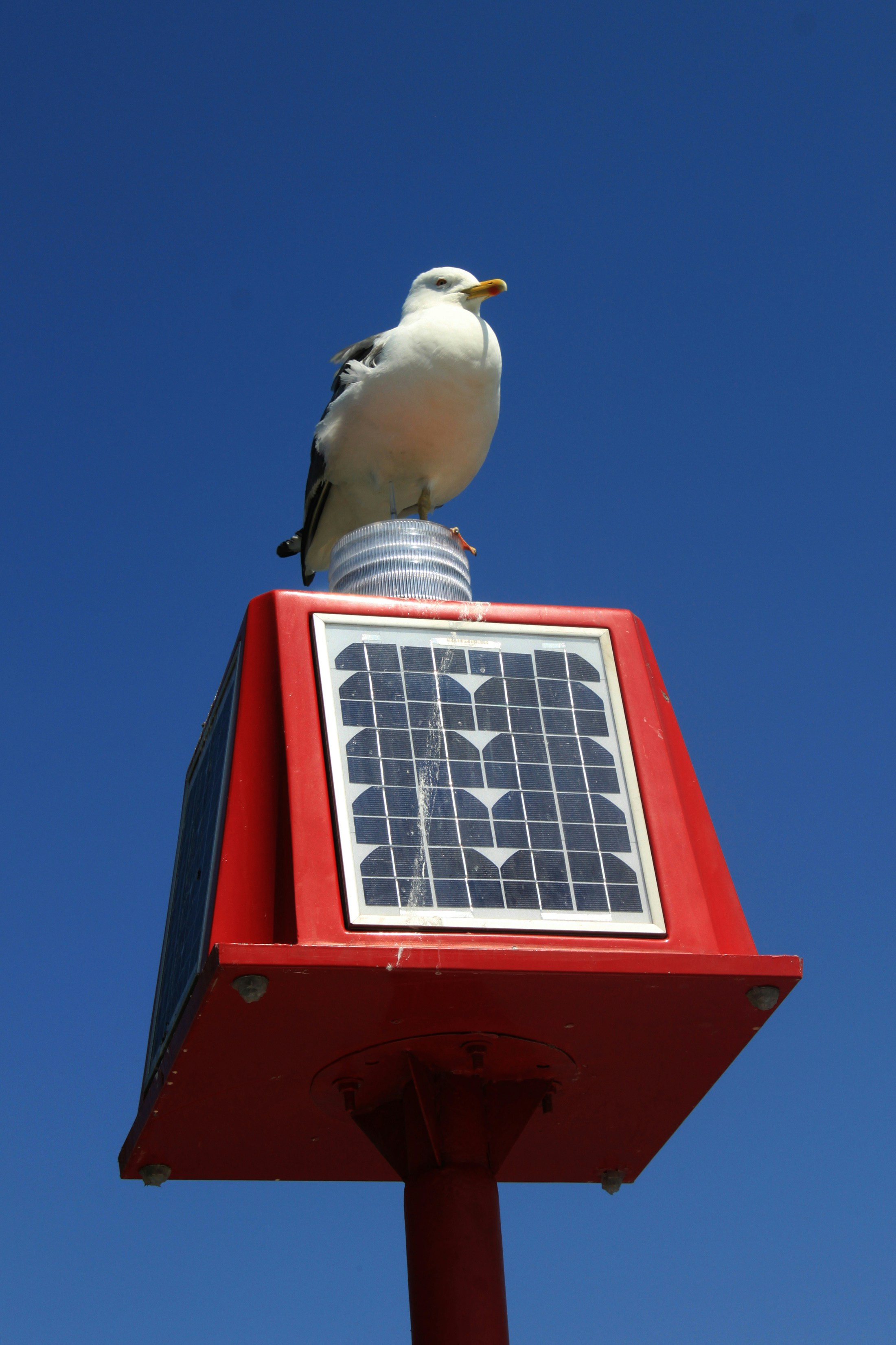 Seagull Sentinel on a Red Solar Lamp Against a Brilliant Blue Sky
