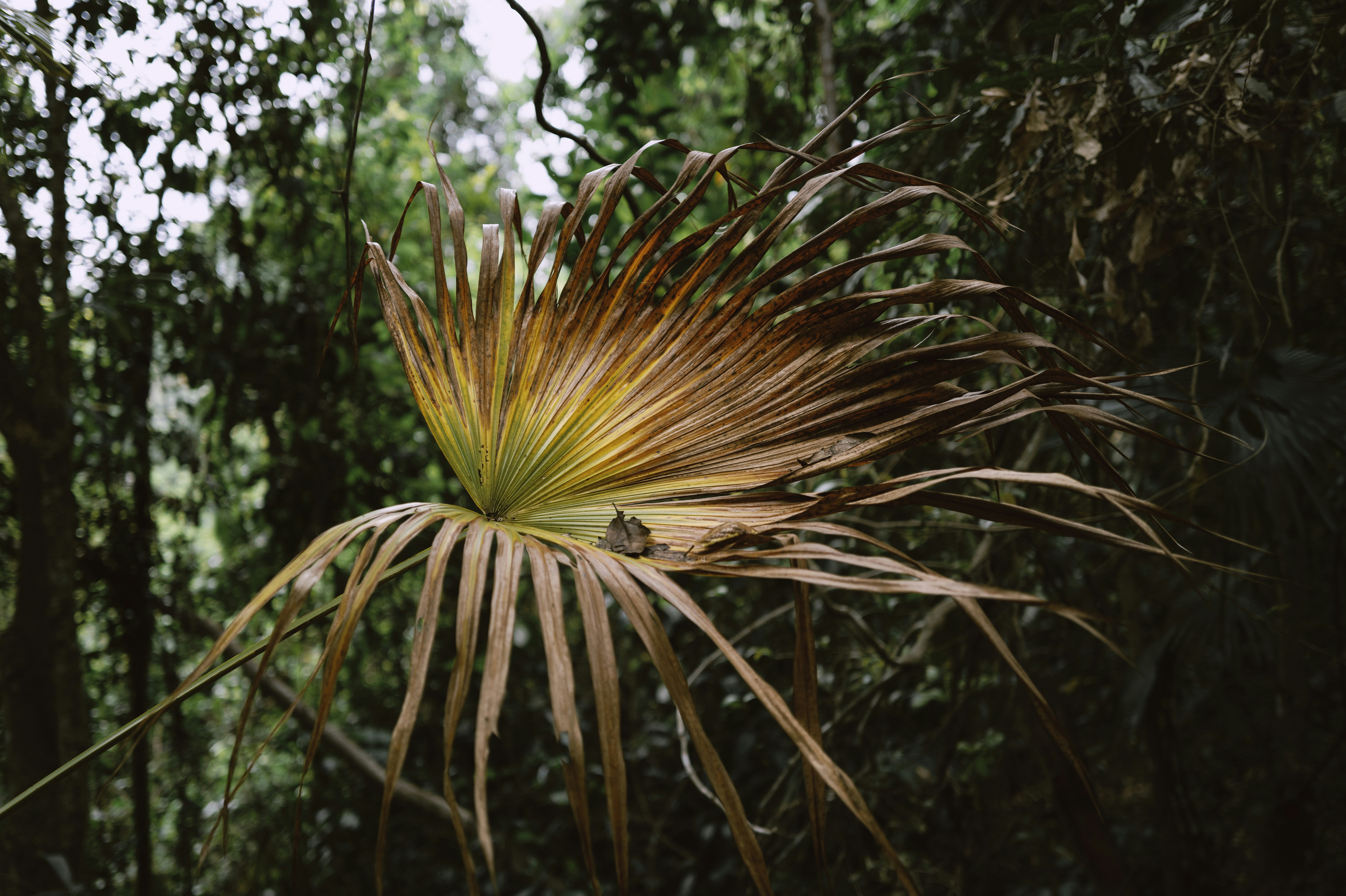 Sun-bleached frond amid a dim tropical understory