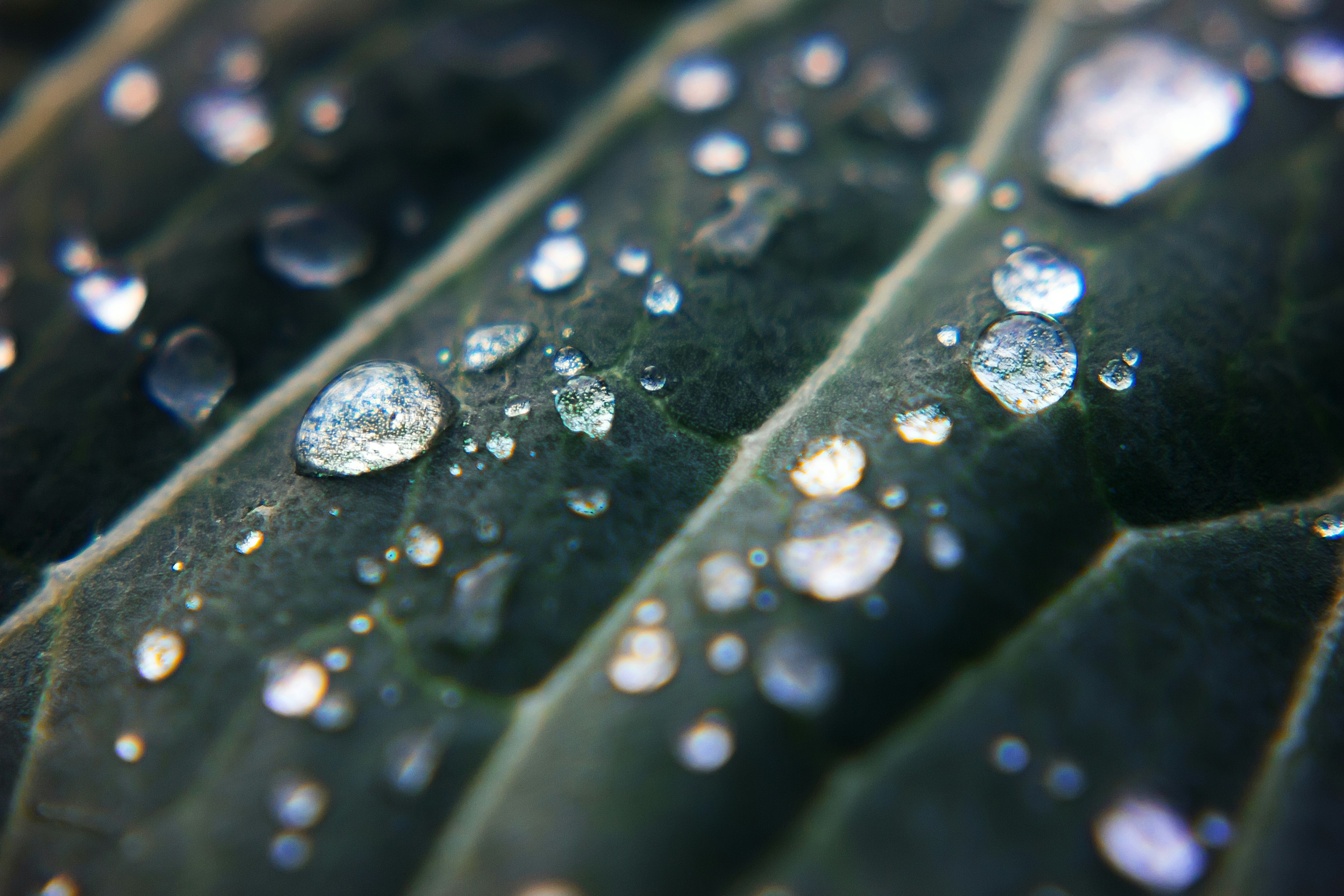 Dew-diamonds on a Morning Leaf