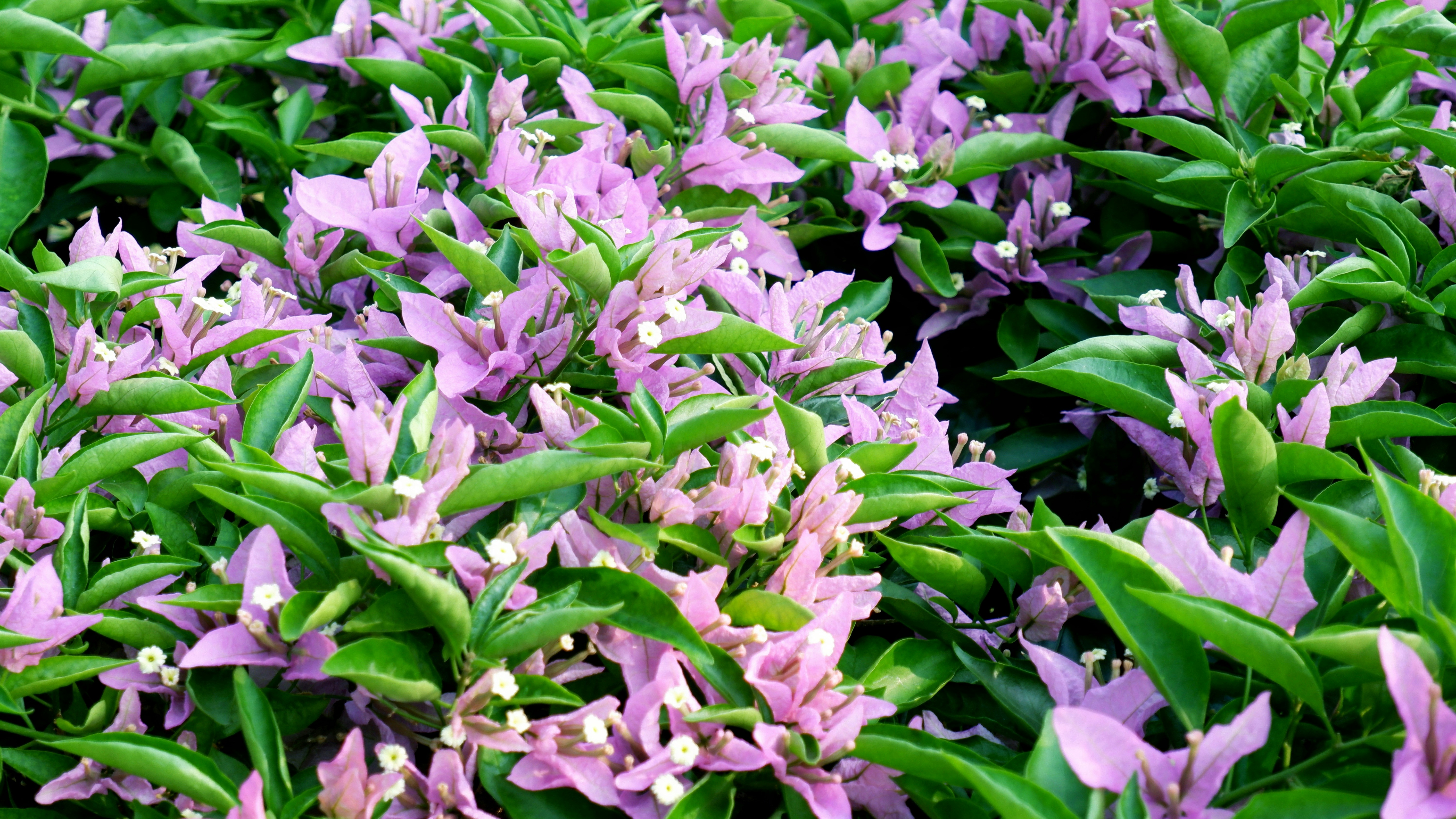 Whispered Pink Azalea Cluster in Soft Morning Light