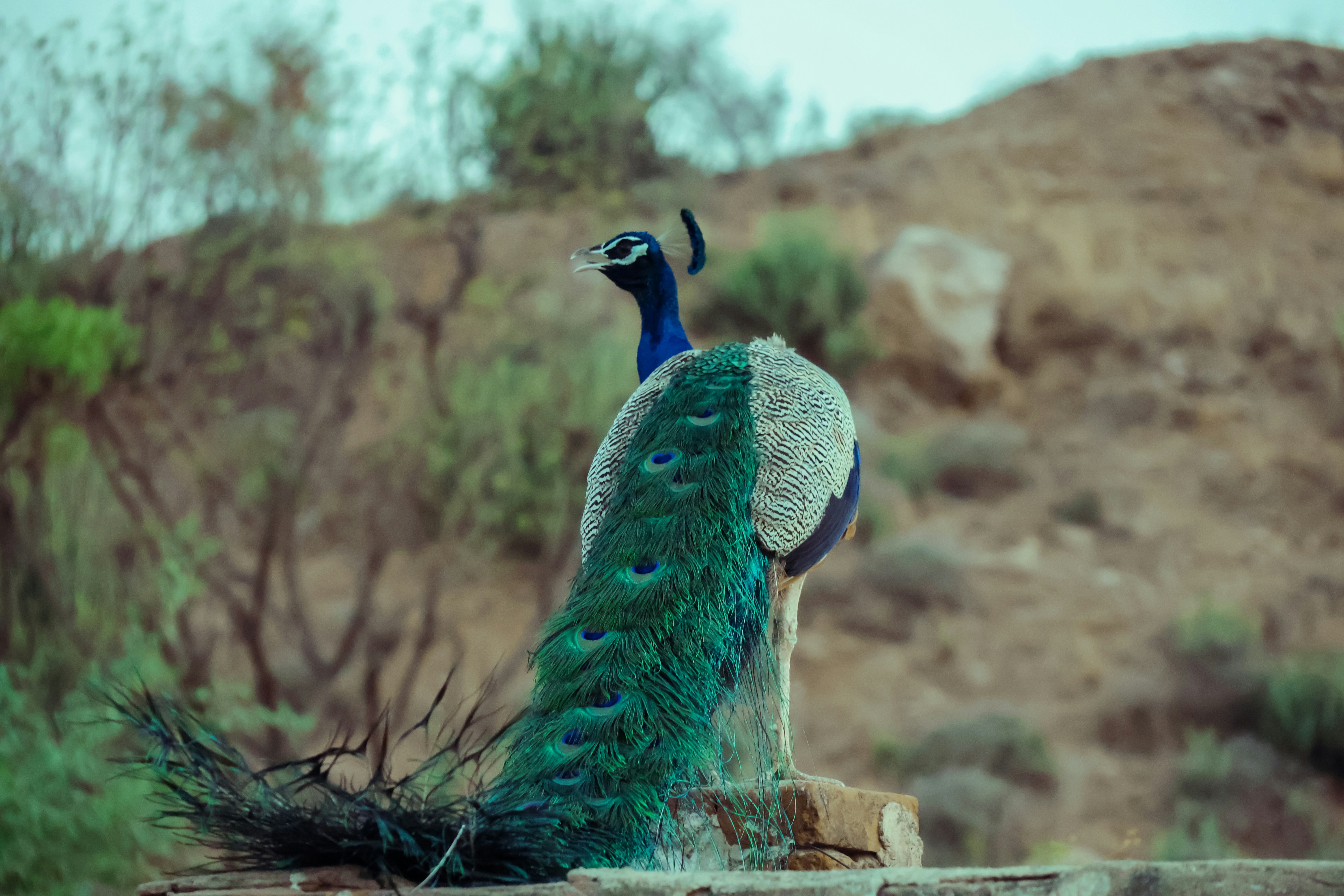 Photo by Rohit yadav with Canon EOS R10