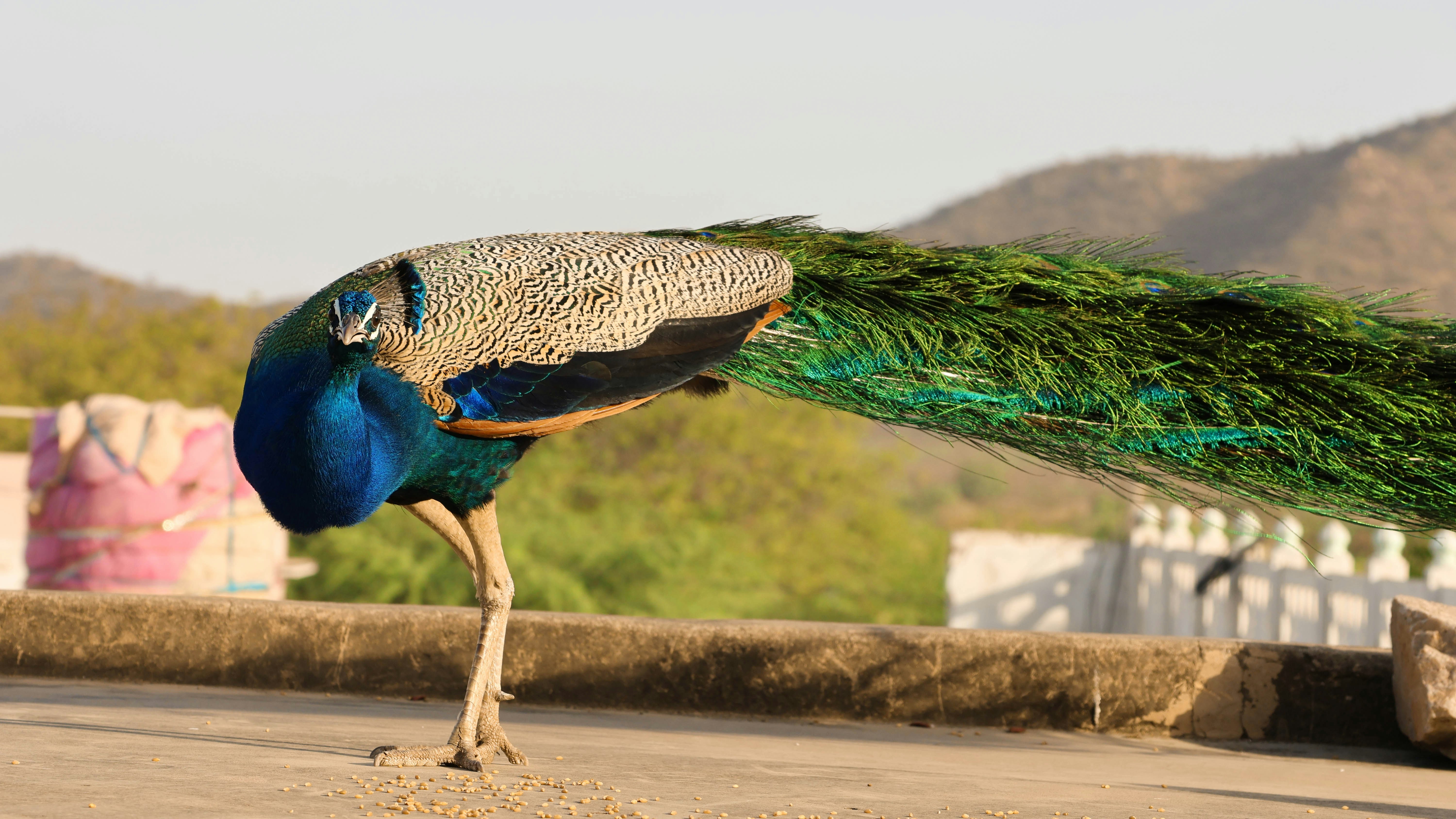 Photo by Rohit yadav with Canon EOS R10