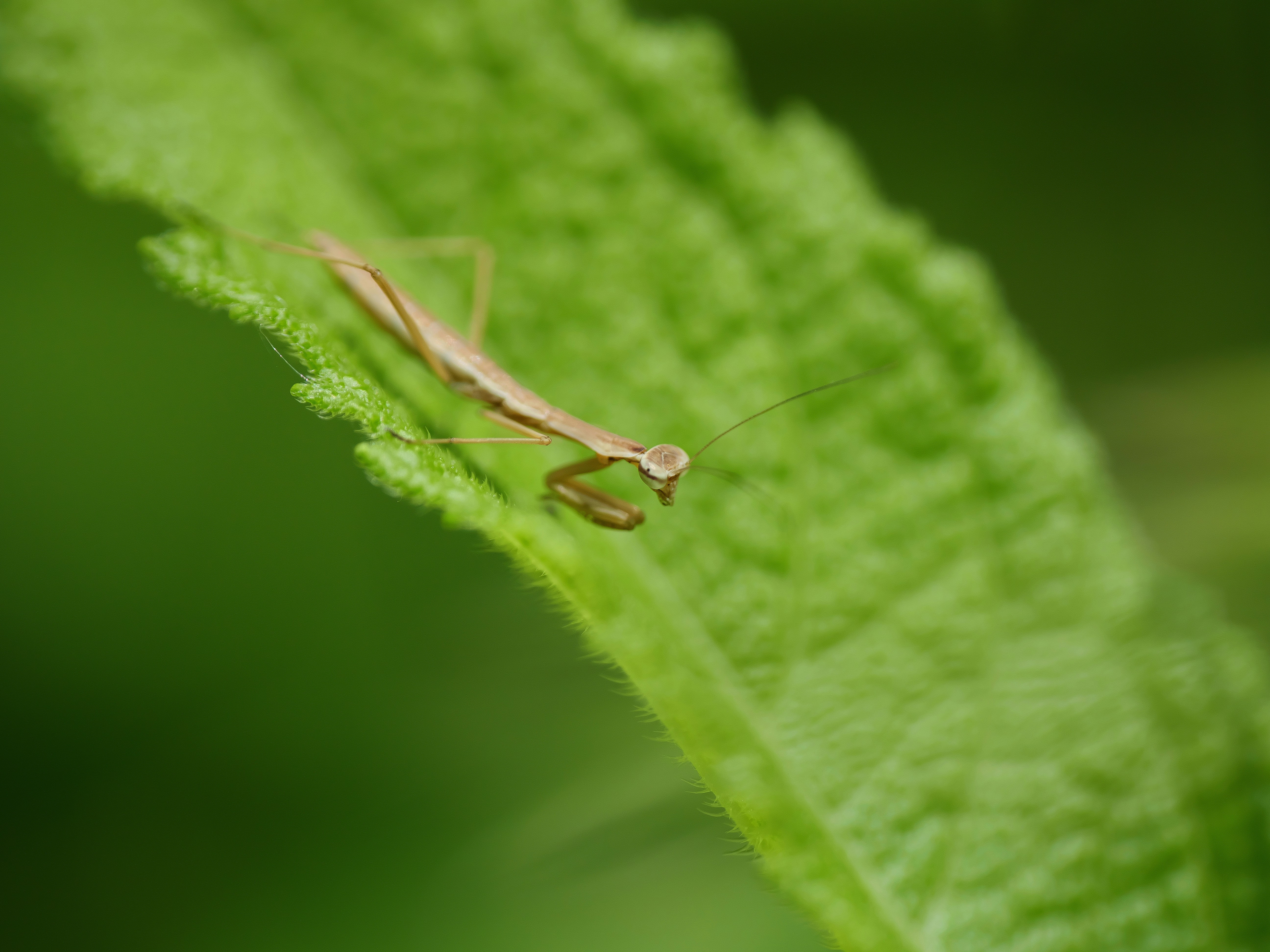 Praying Mantis Nymph Perched Along a Veined Leaf Edge