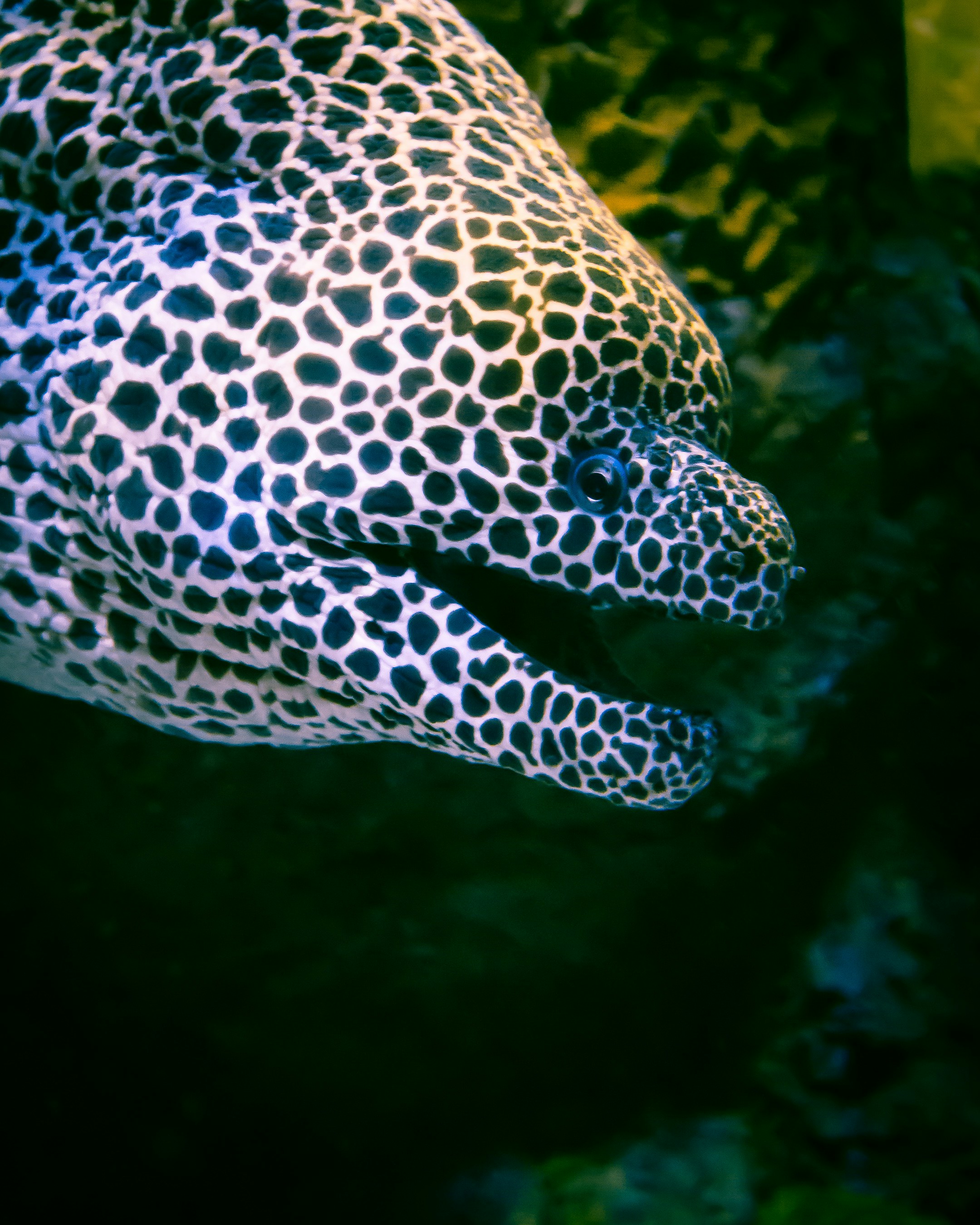 Leopard Moray Mosaic: A Close-Up in the Reef's Quiet Shadow