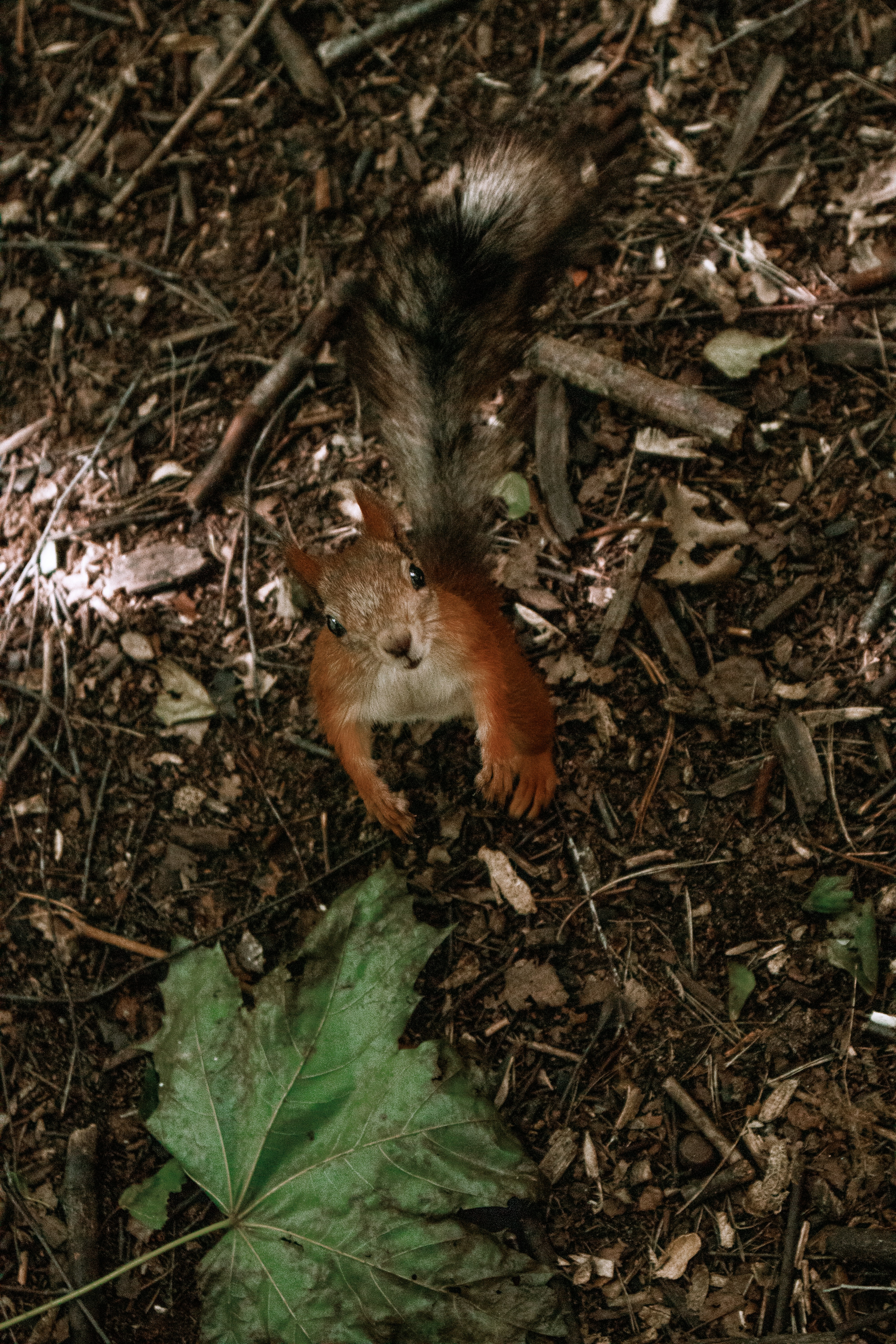 Curious Red Squirrel Reaches for the Lens Amid Leaf-Litter