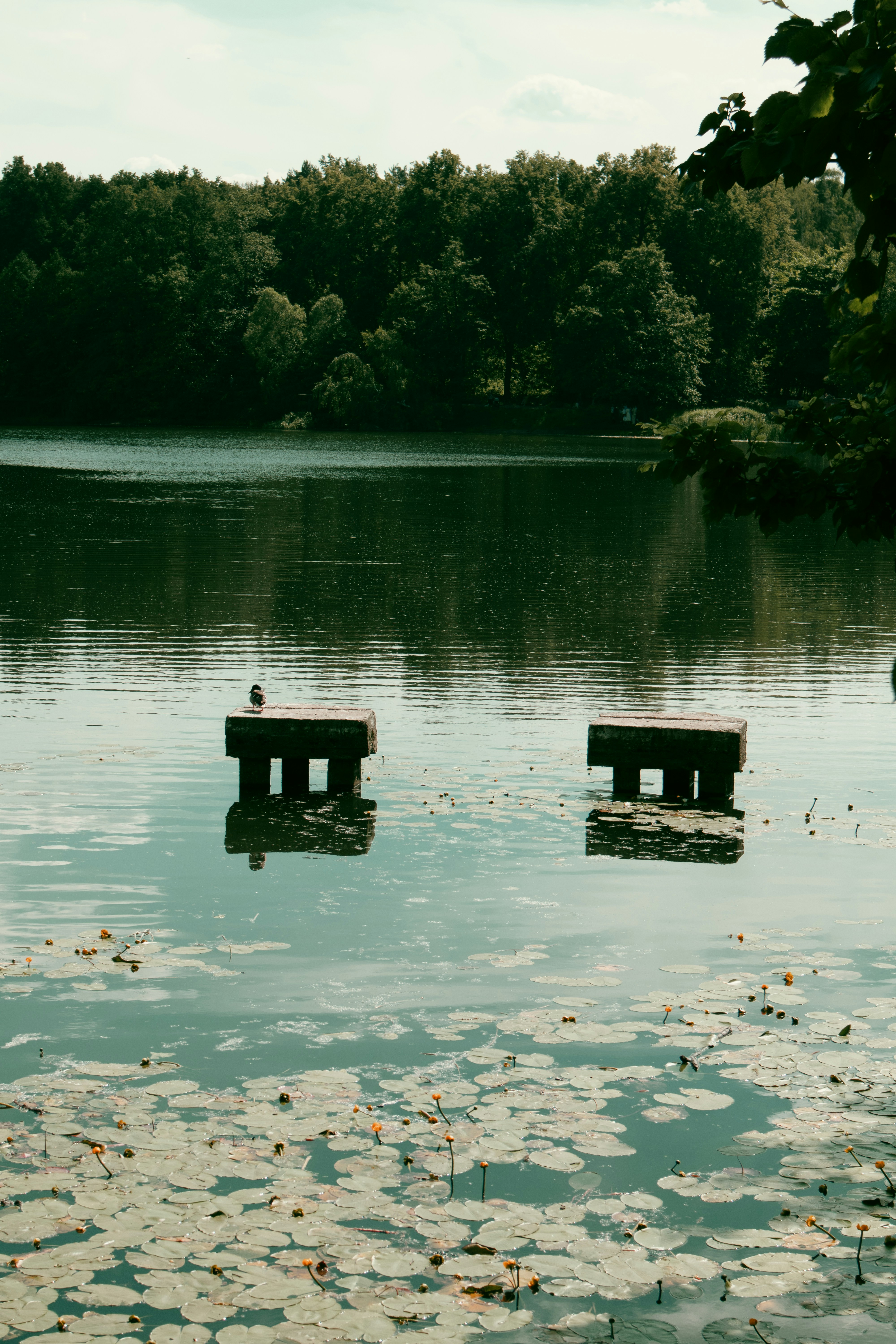 A pond with water lilies in the park