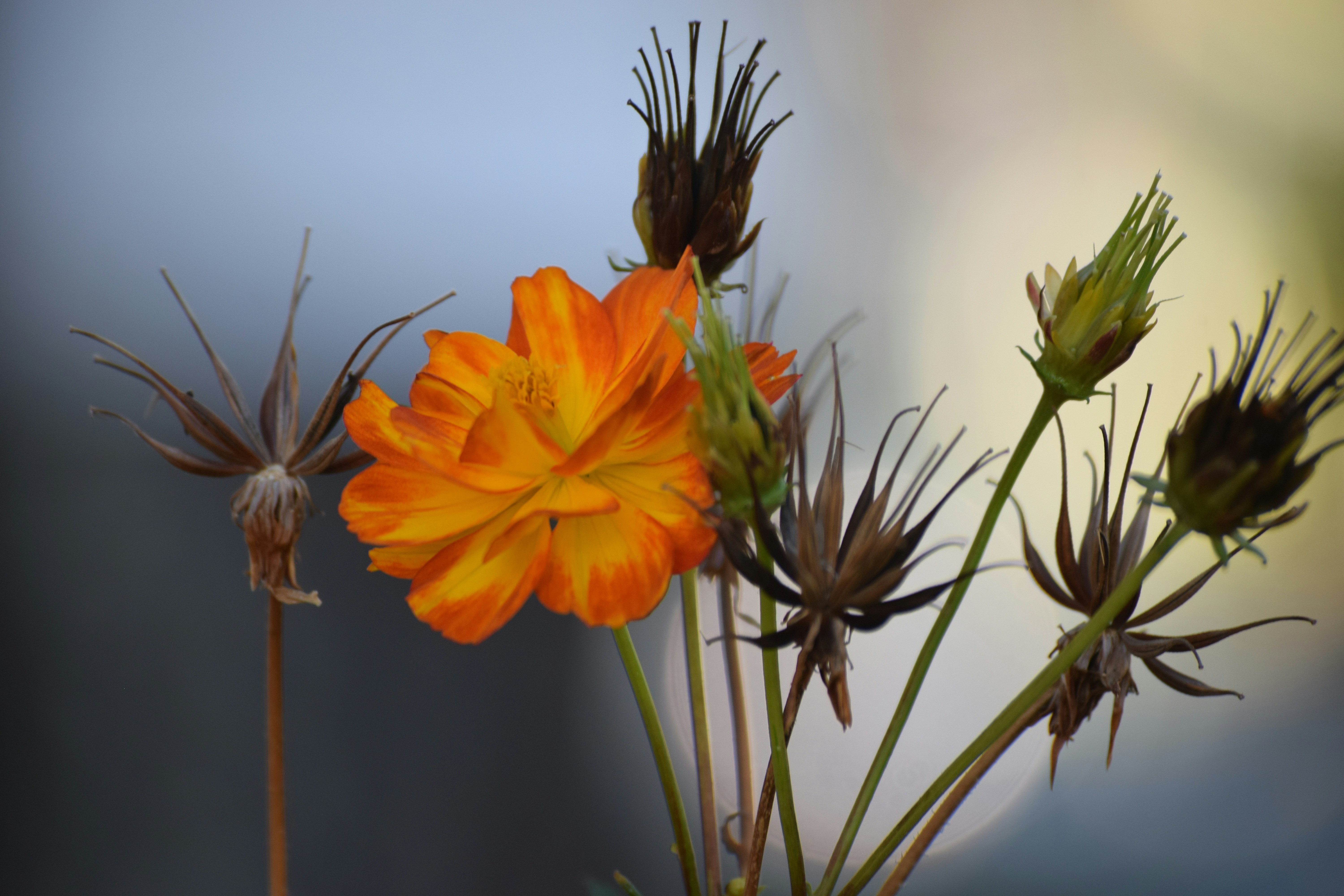 Orange bloom amid seedheads: a quiet study in color and decay