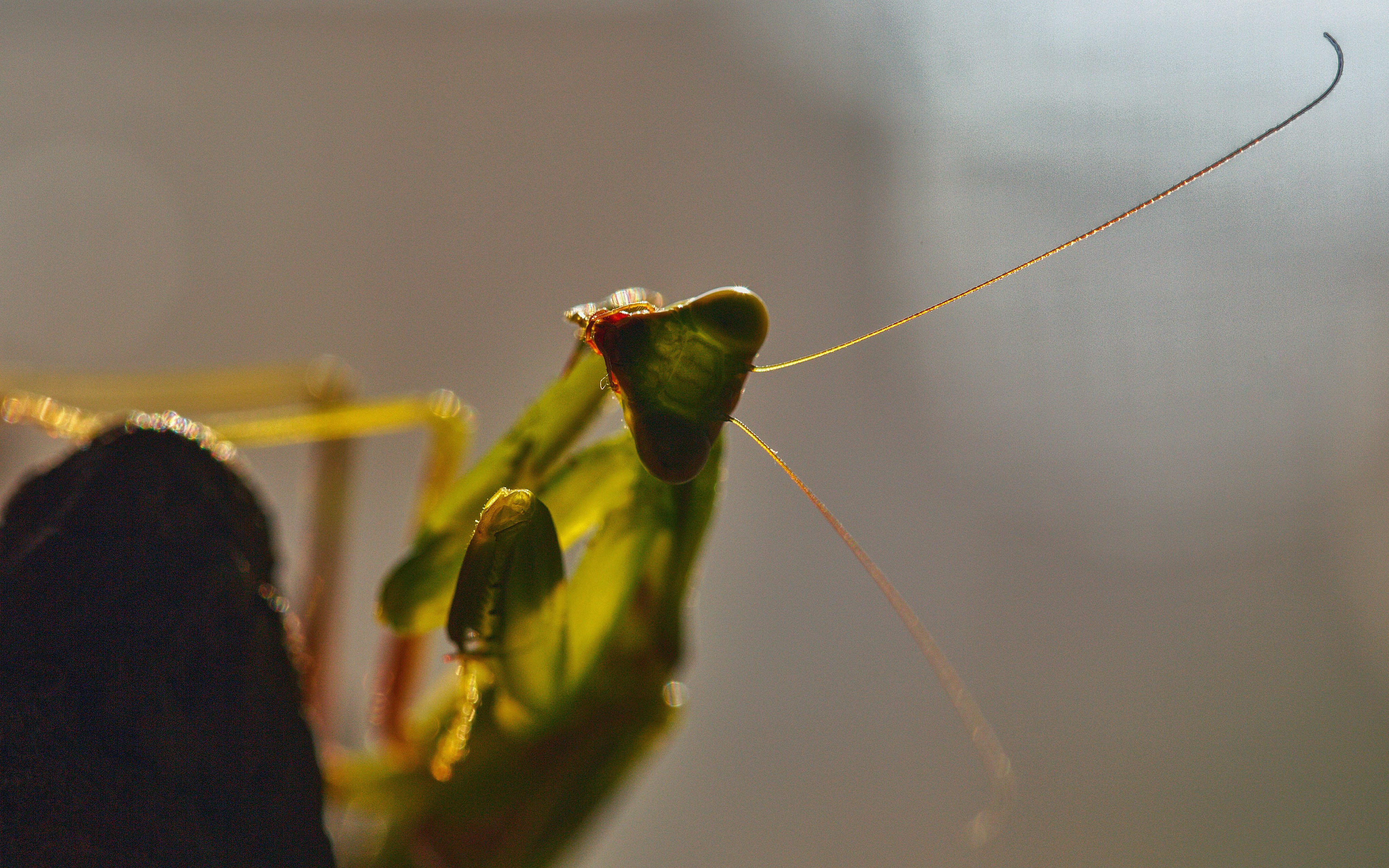 Close-Up of a Mantis Cruciform: Delicate Antenna Threads and Green Forelimbs