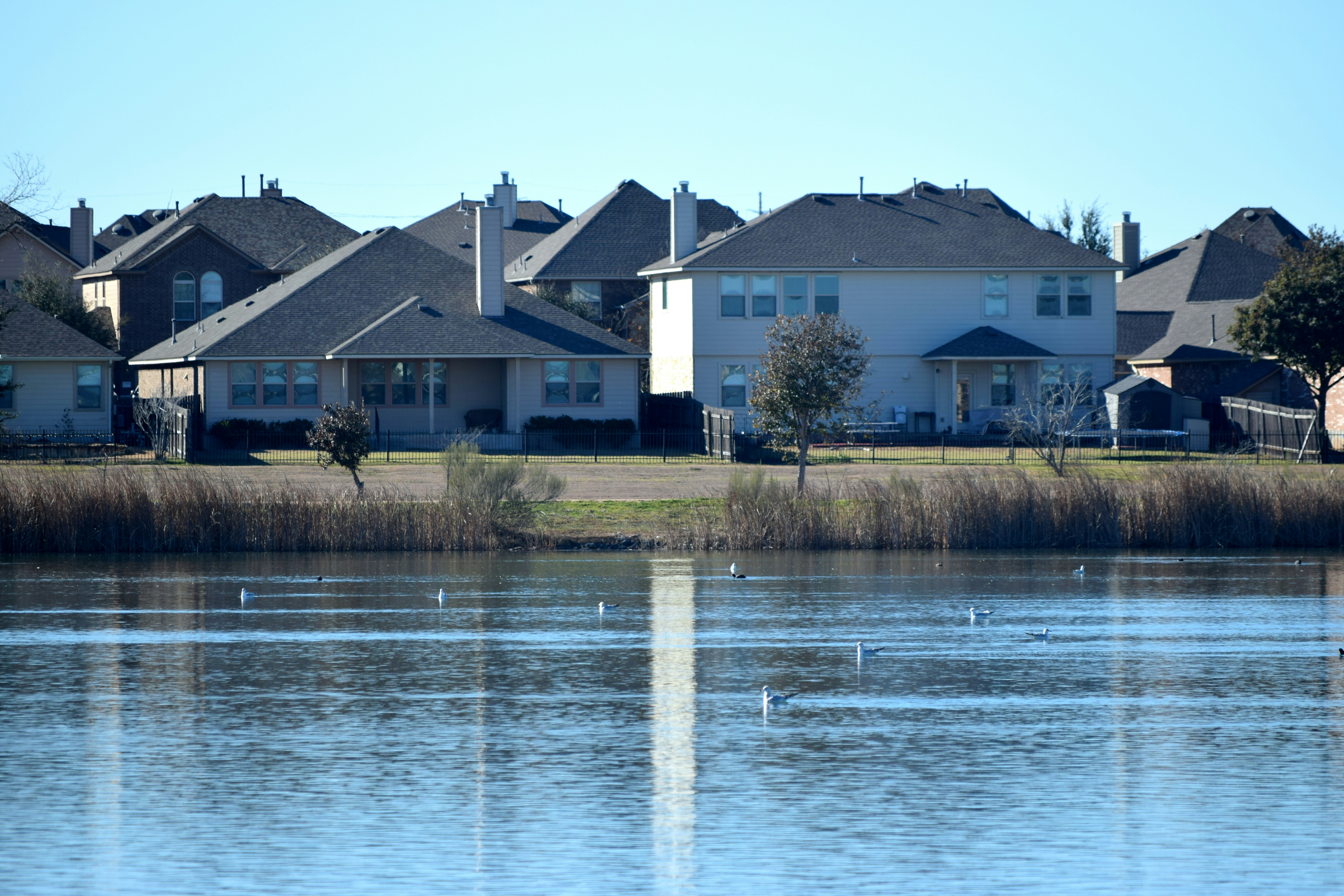 Ducks swimming at Pflugerville Lake, Pflugerville, Texas, United States, January 2024
