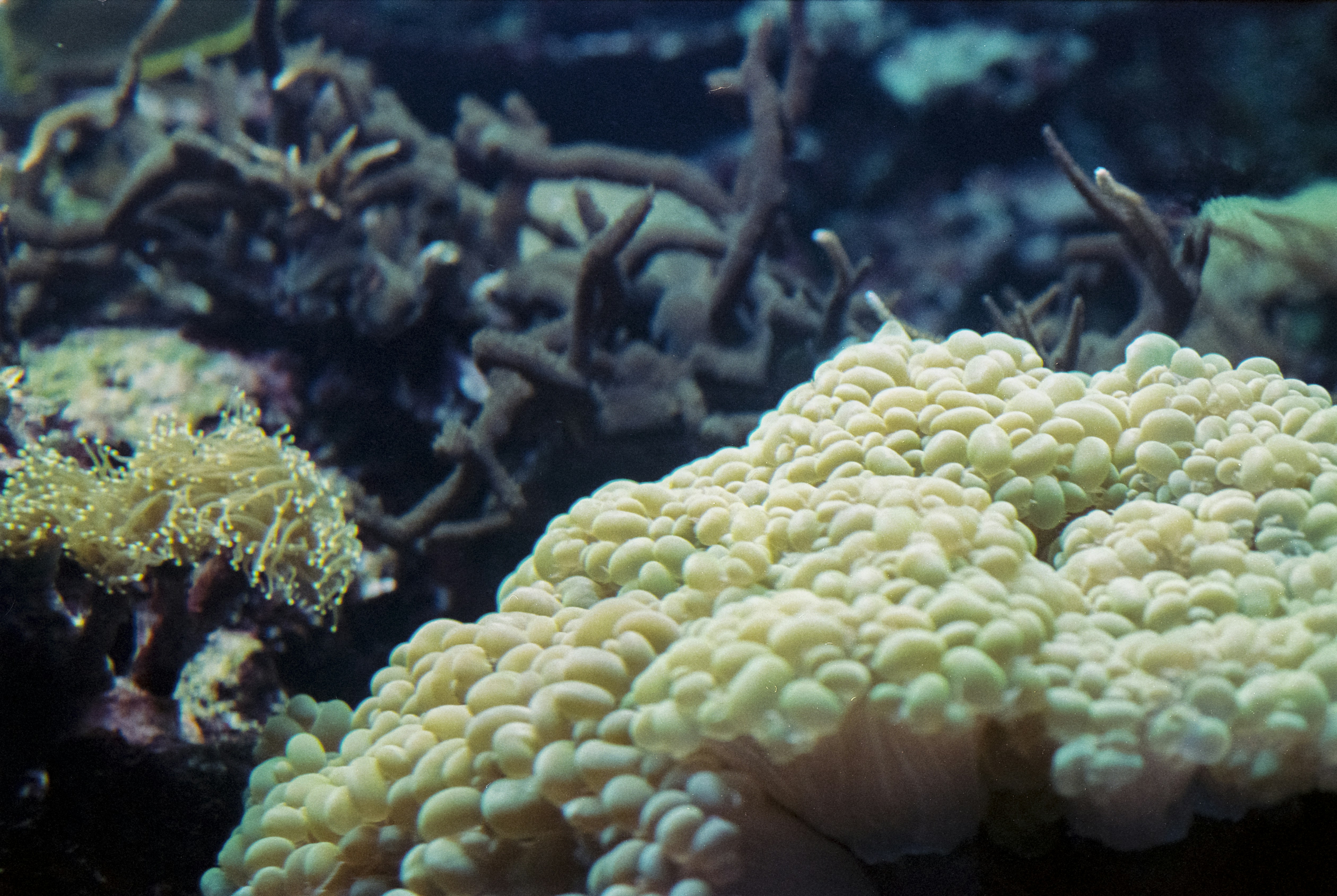 Close-up of vibrant coral formations under the sea, showcasing various textures and colors.