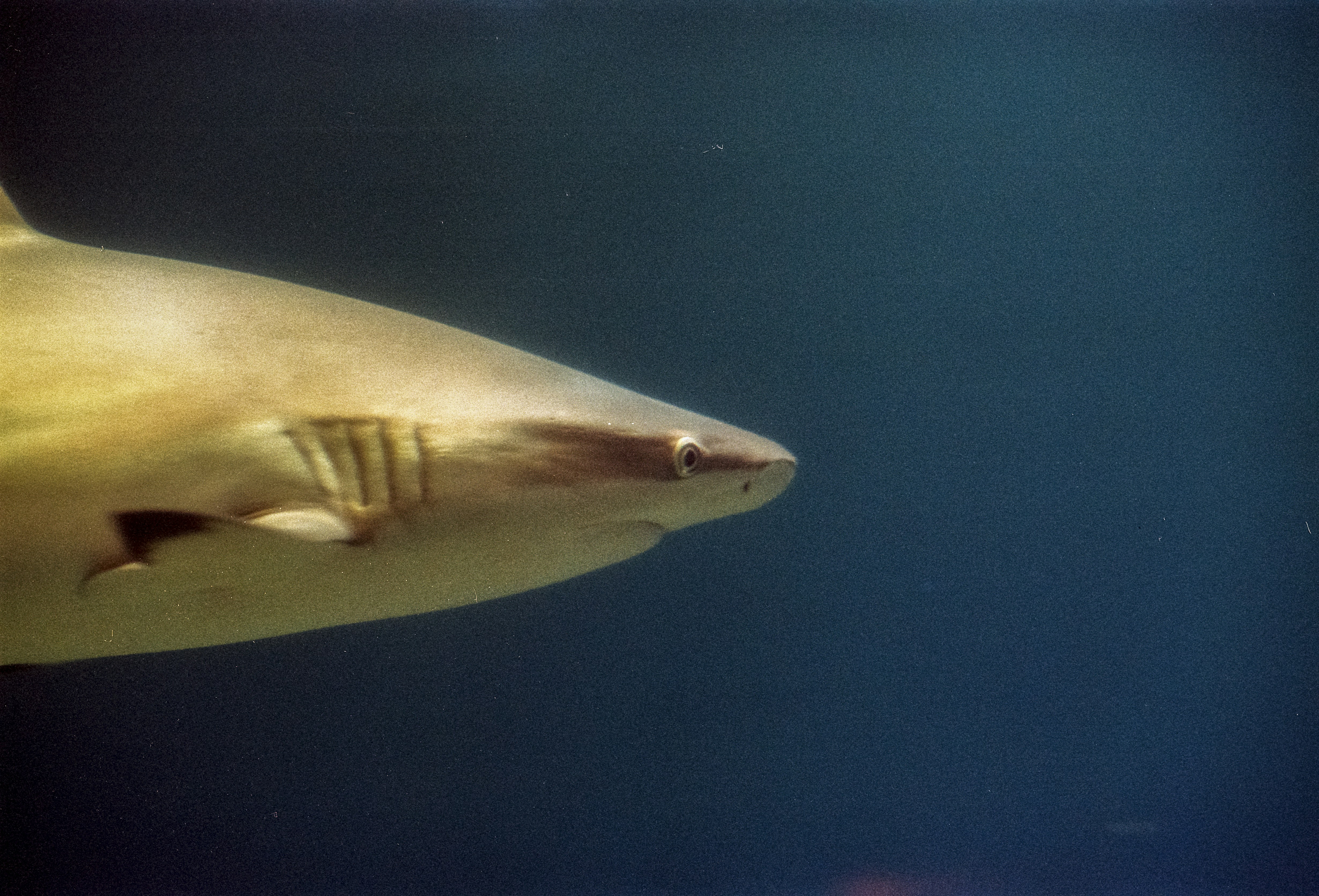 Close-up of a shark gliding through deep blue water, with its sleek head and pectoral fin in focus against a dark, gradient background.
