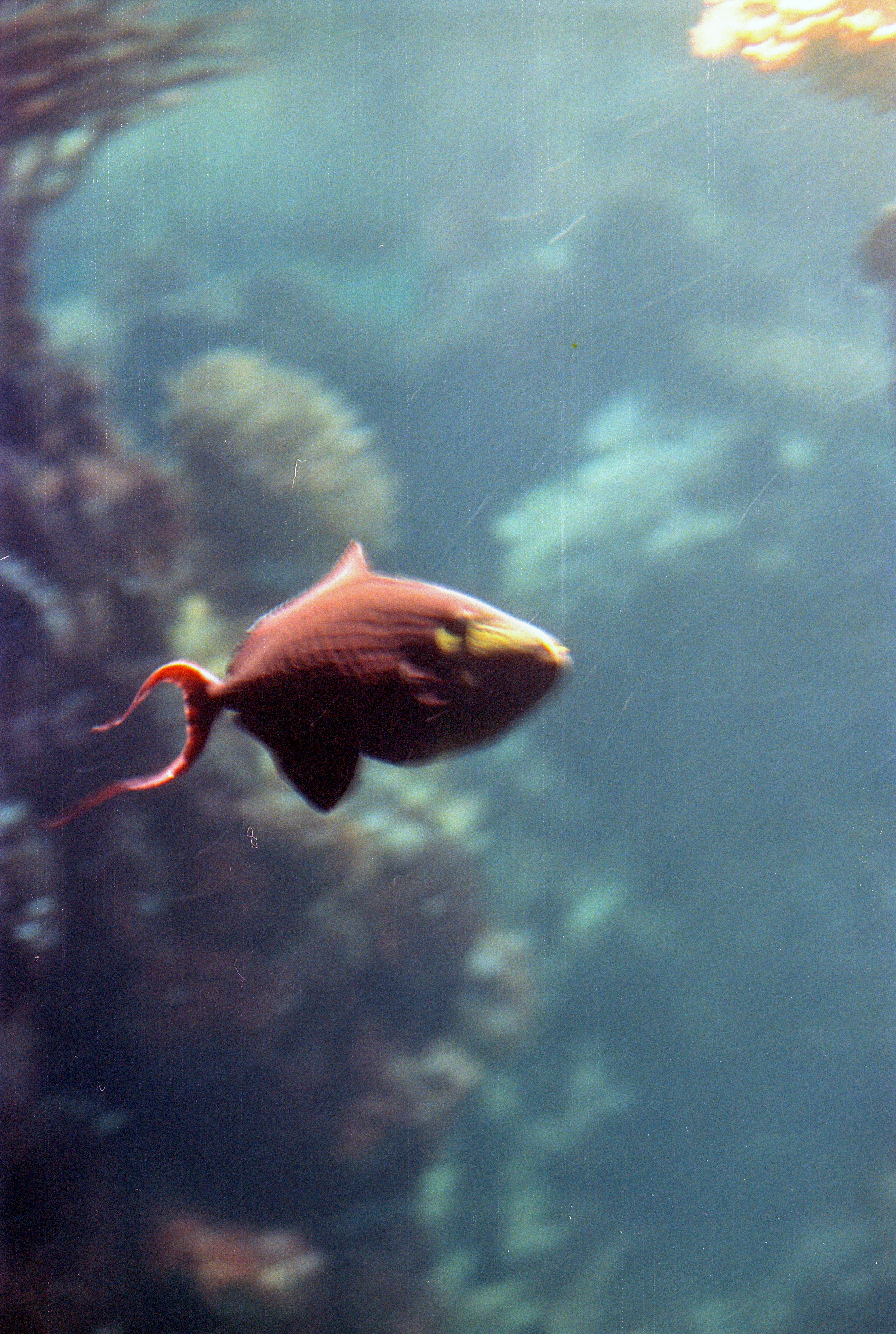 15 Sea Creatures That Live Along the California Coast - Animals Around ...