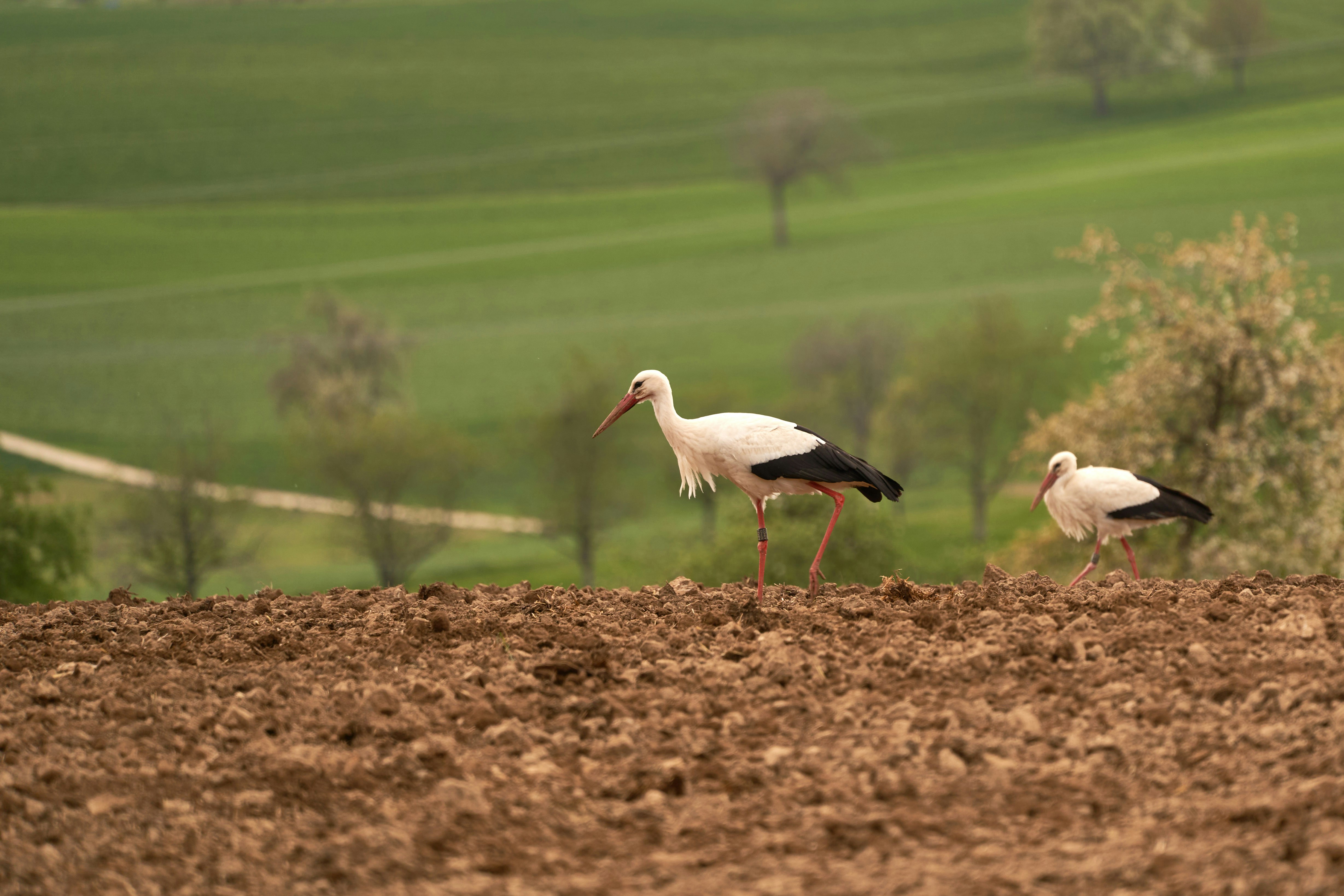 Plowed Boundary: A White Stork Strides Across the Quiet Field