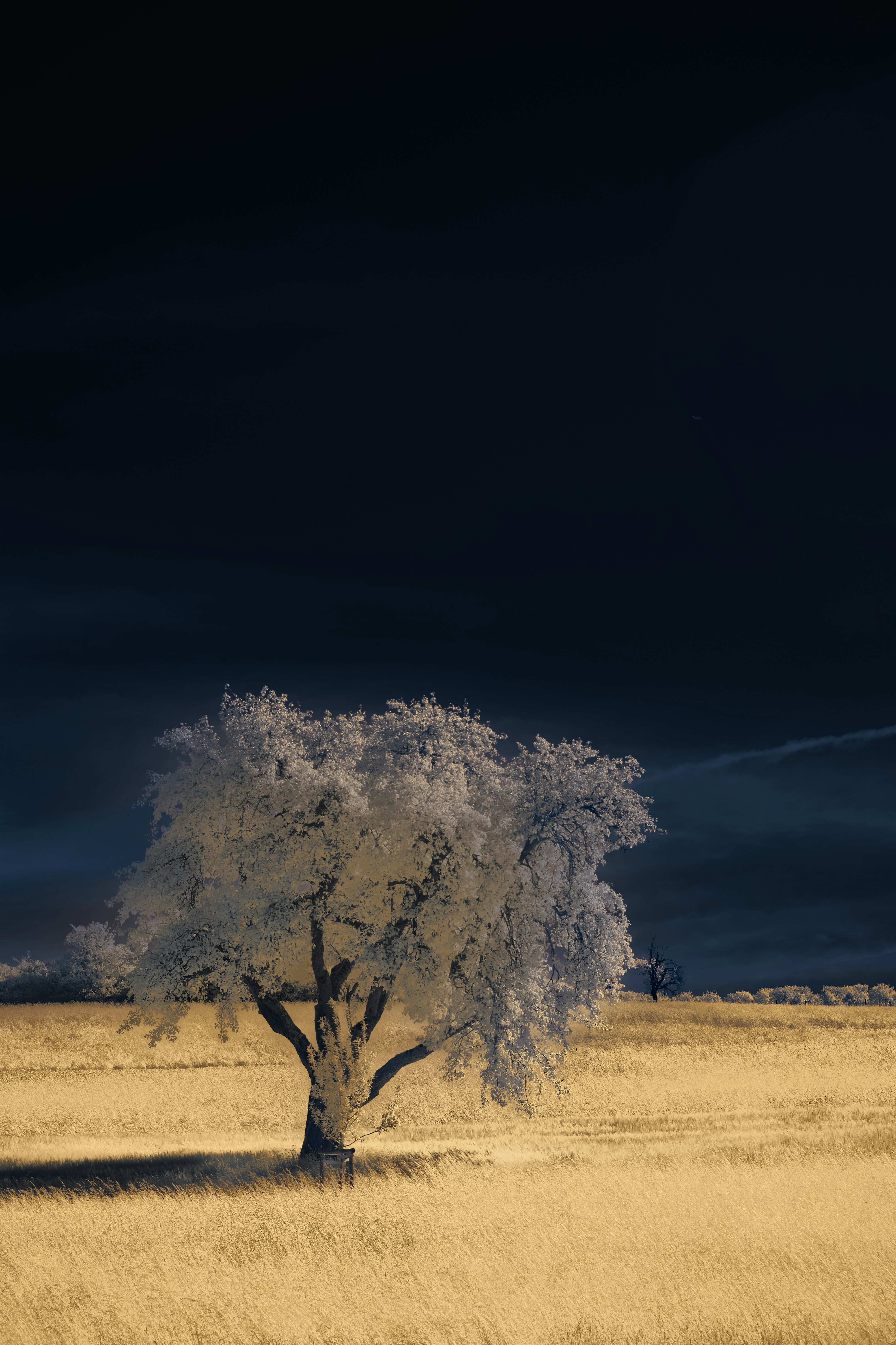 A lone tree in a field at night photo – Free Backgrounds Image on Unsplash