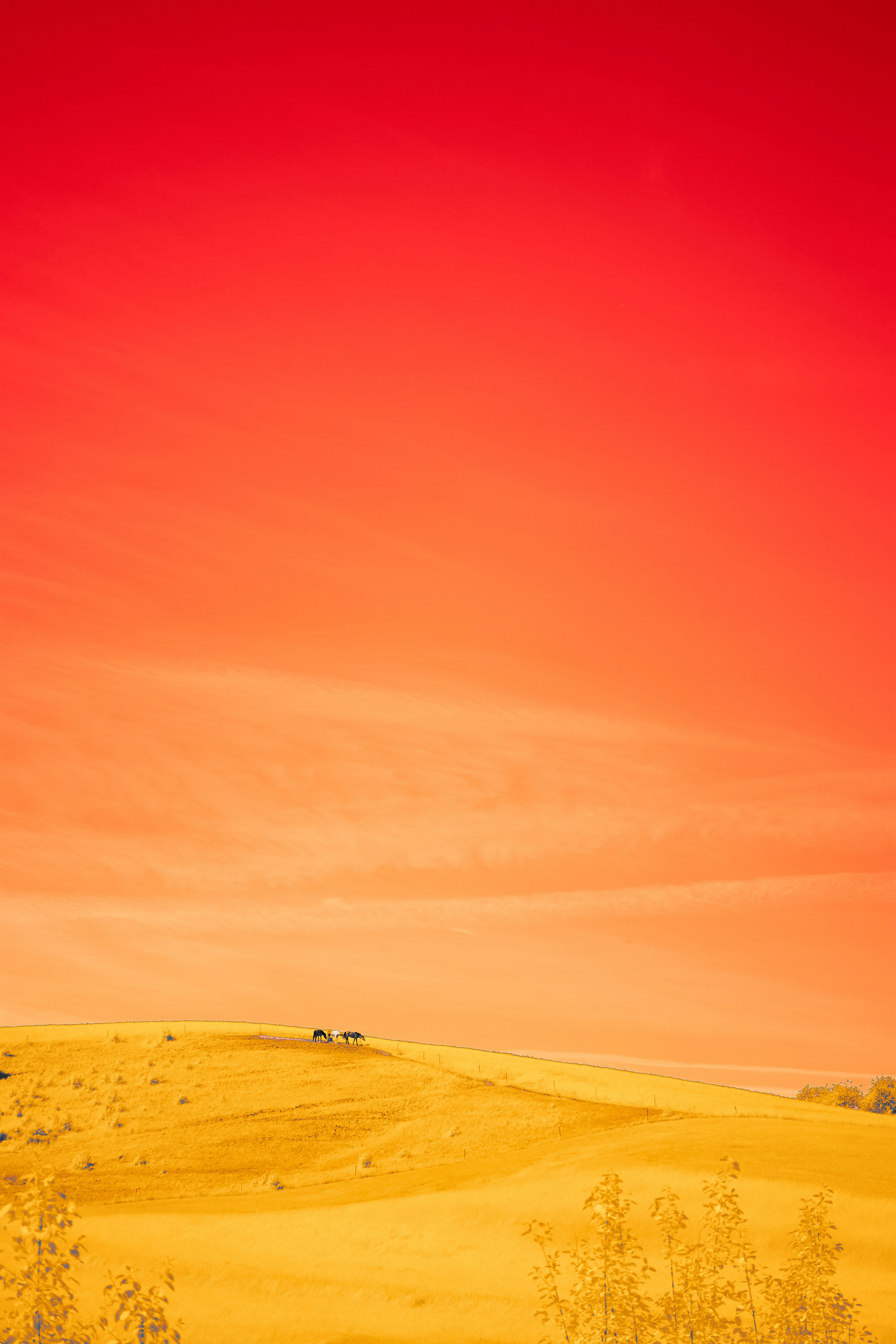 A red sky over a yellow field with trees photo – Free Orange Image on ...