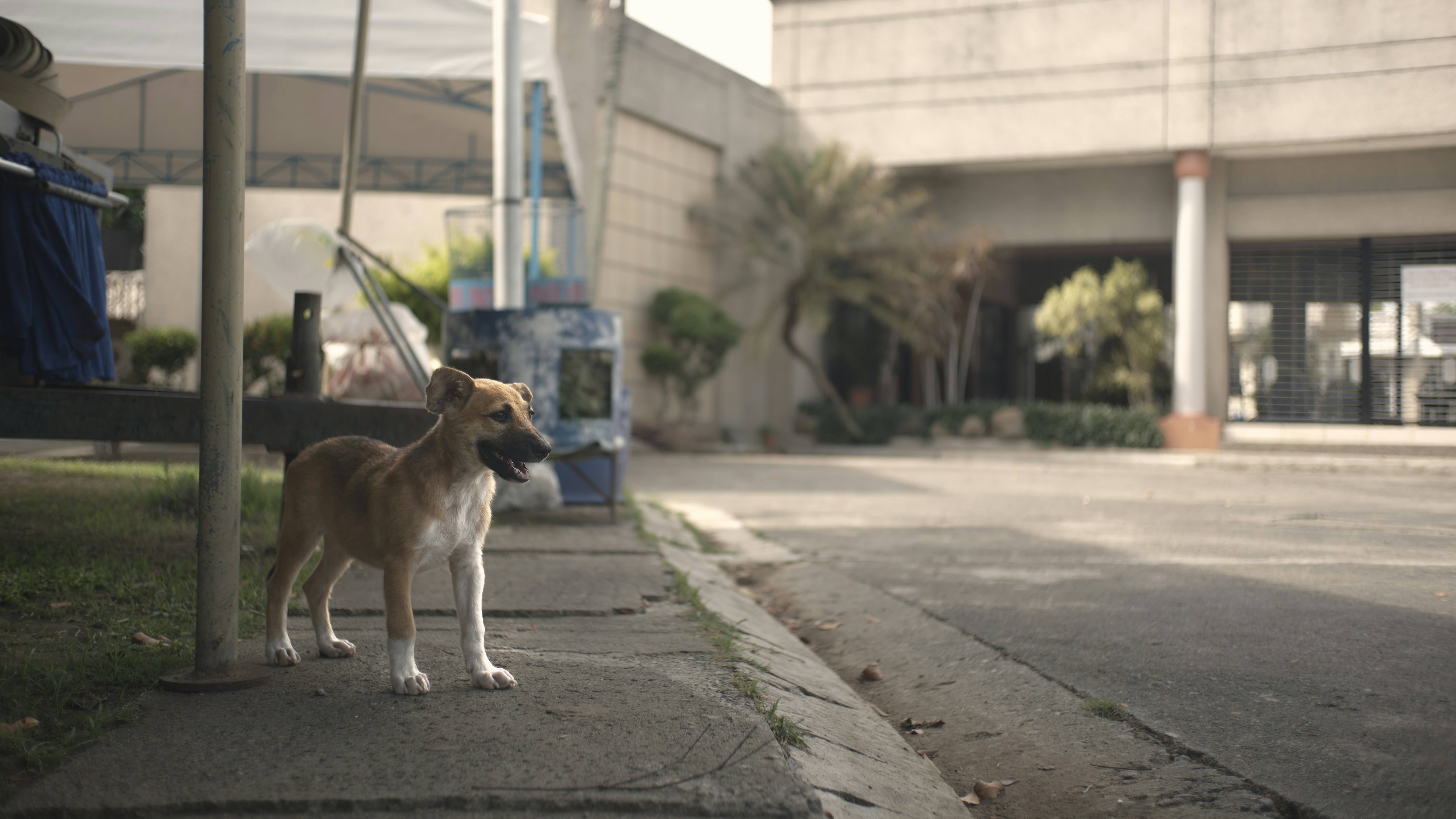 A Moment of Solitude in Urban Stillness