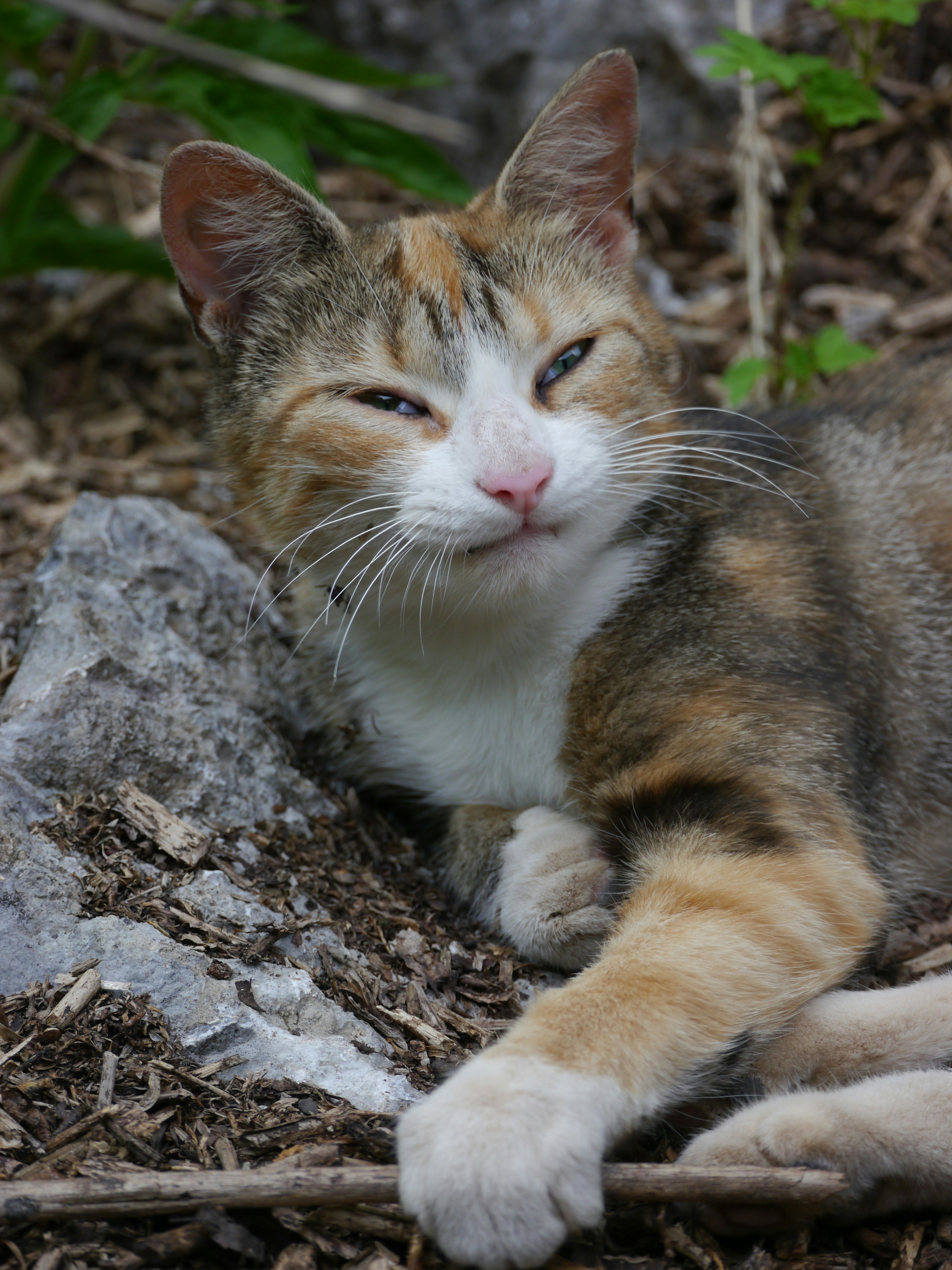 Calico in Quiet Repose on Rocky Soil Beneath Dappled Green Foliage
