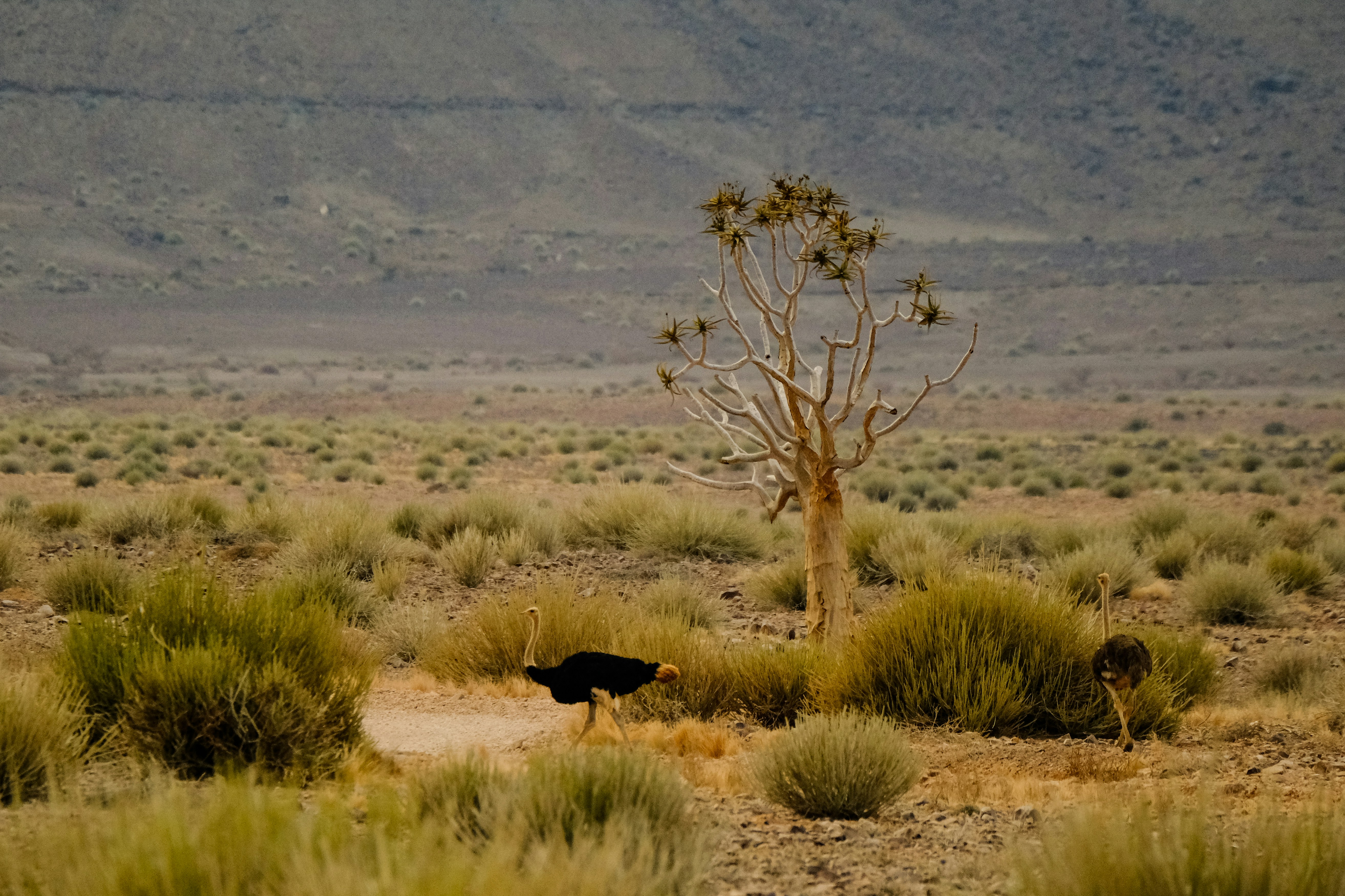 Desert Sentinel: A Lone Black Wanderer Beneath a Gnarled Tree