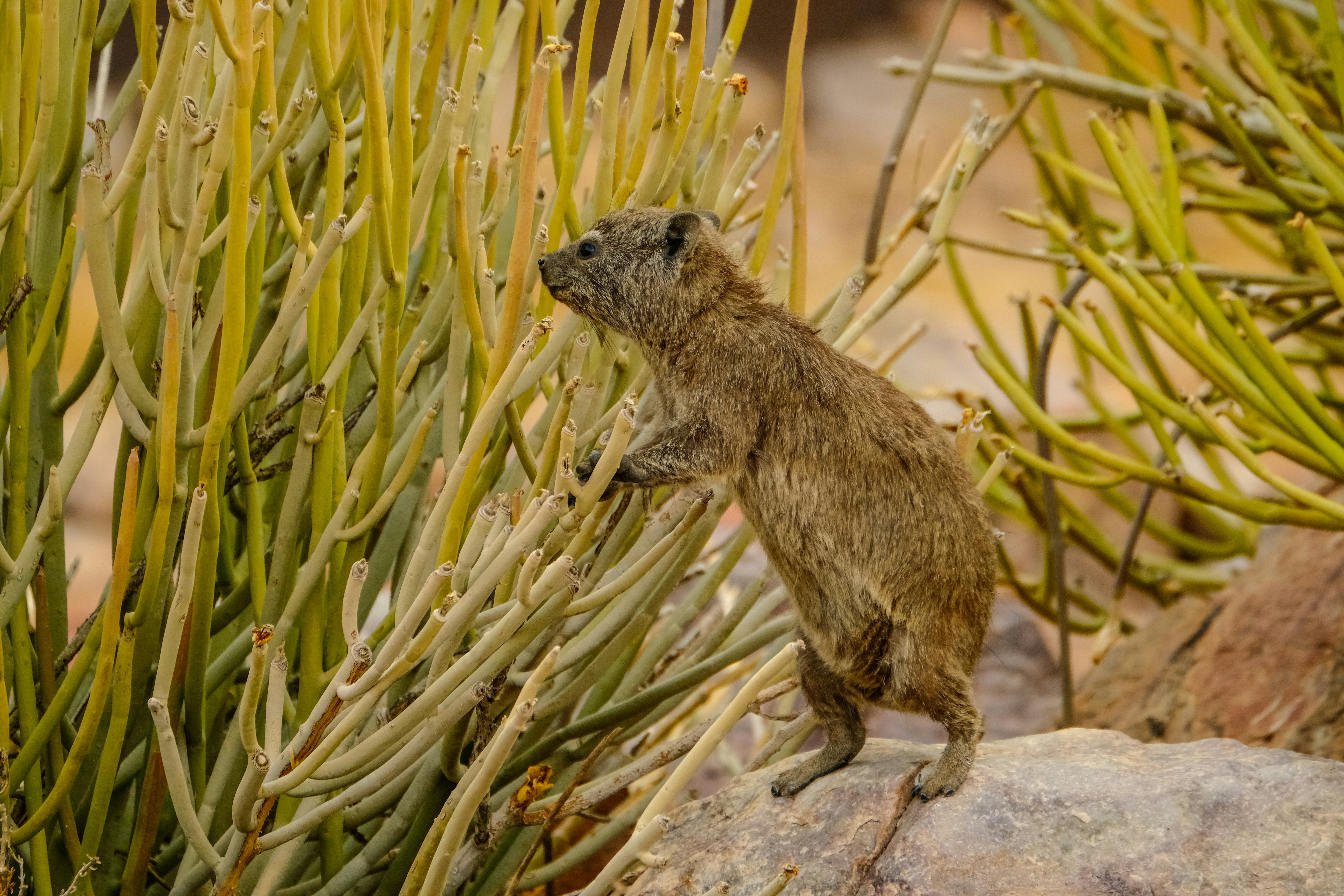 Mid-Stride Rock Hyrax Ventures Between Succulents