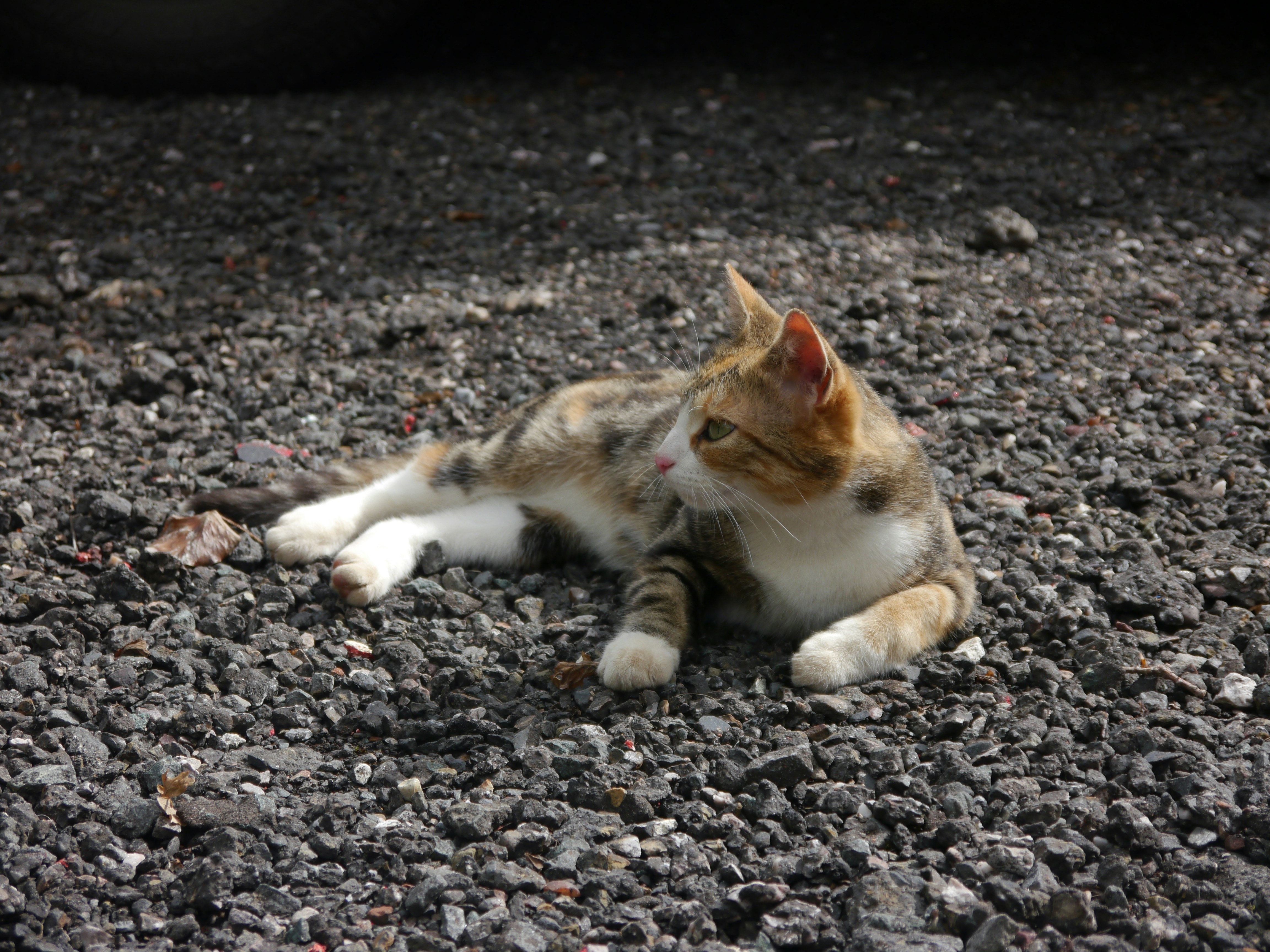 Resting Kitten on a Pebble Gravel Bed in Quiet Morning Light