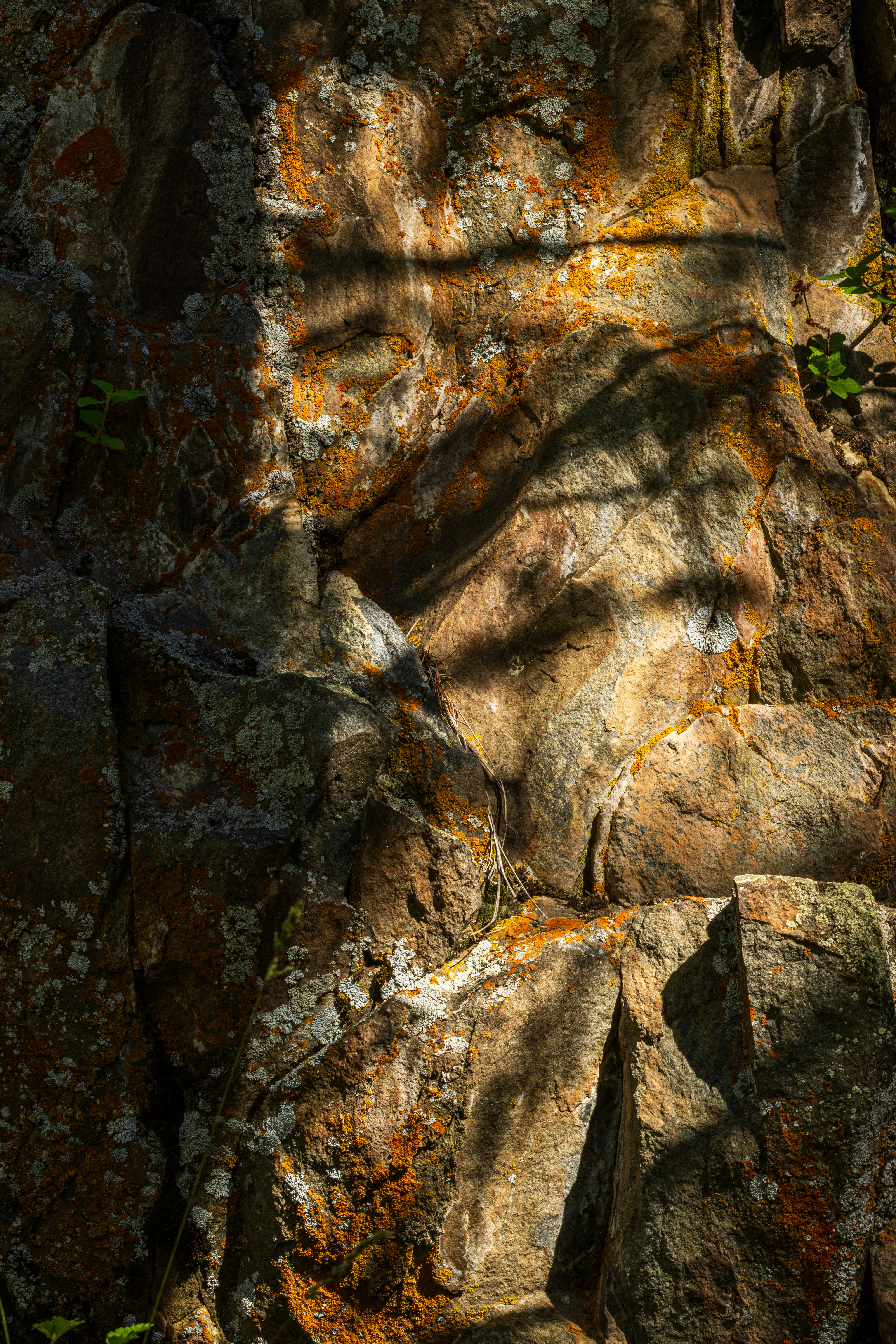 Sunlit Lichen Mosaic on Weathered Granite