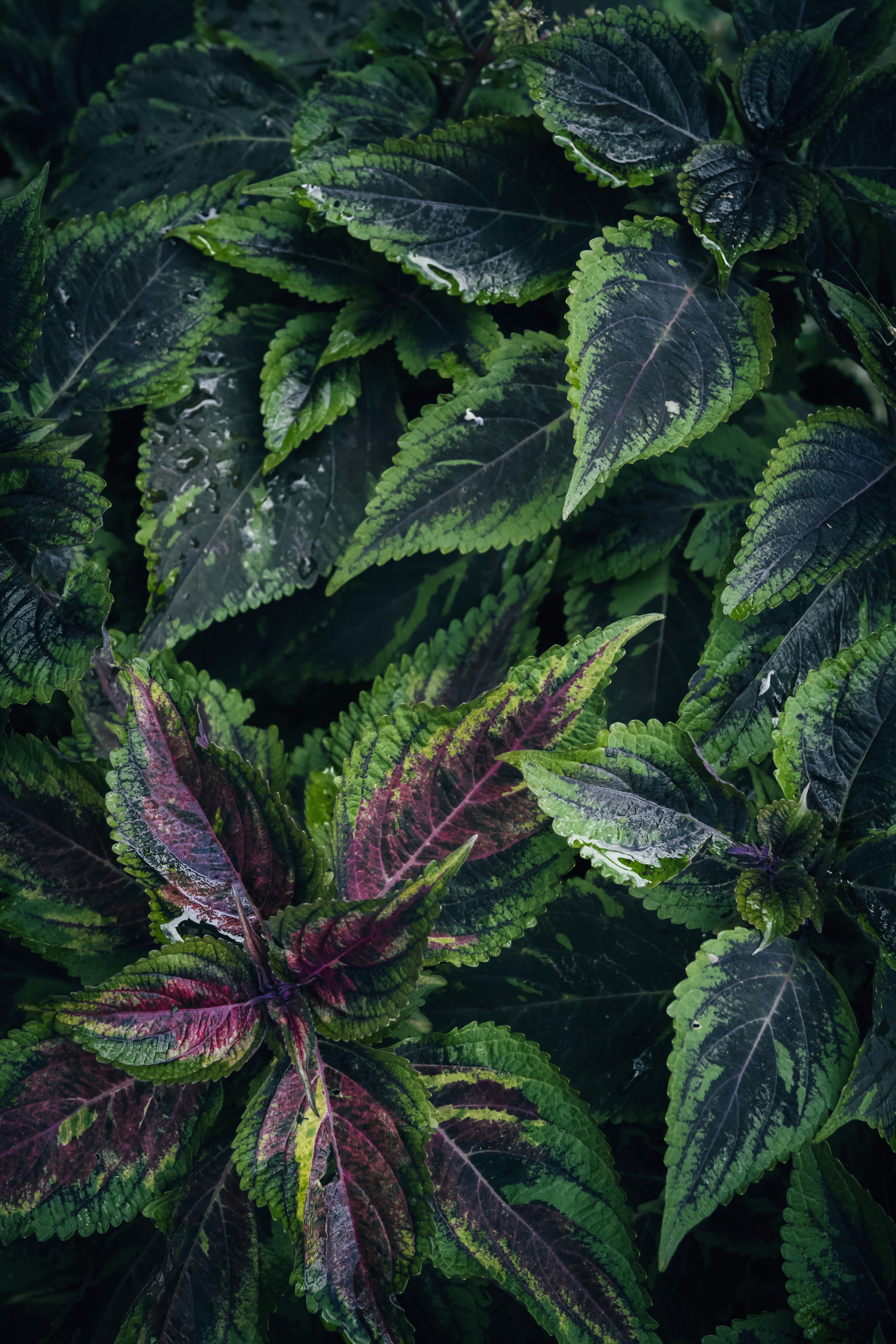 Purple-veined Coleus in a Dew-dusted Green Tangle