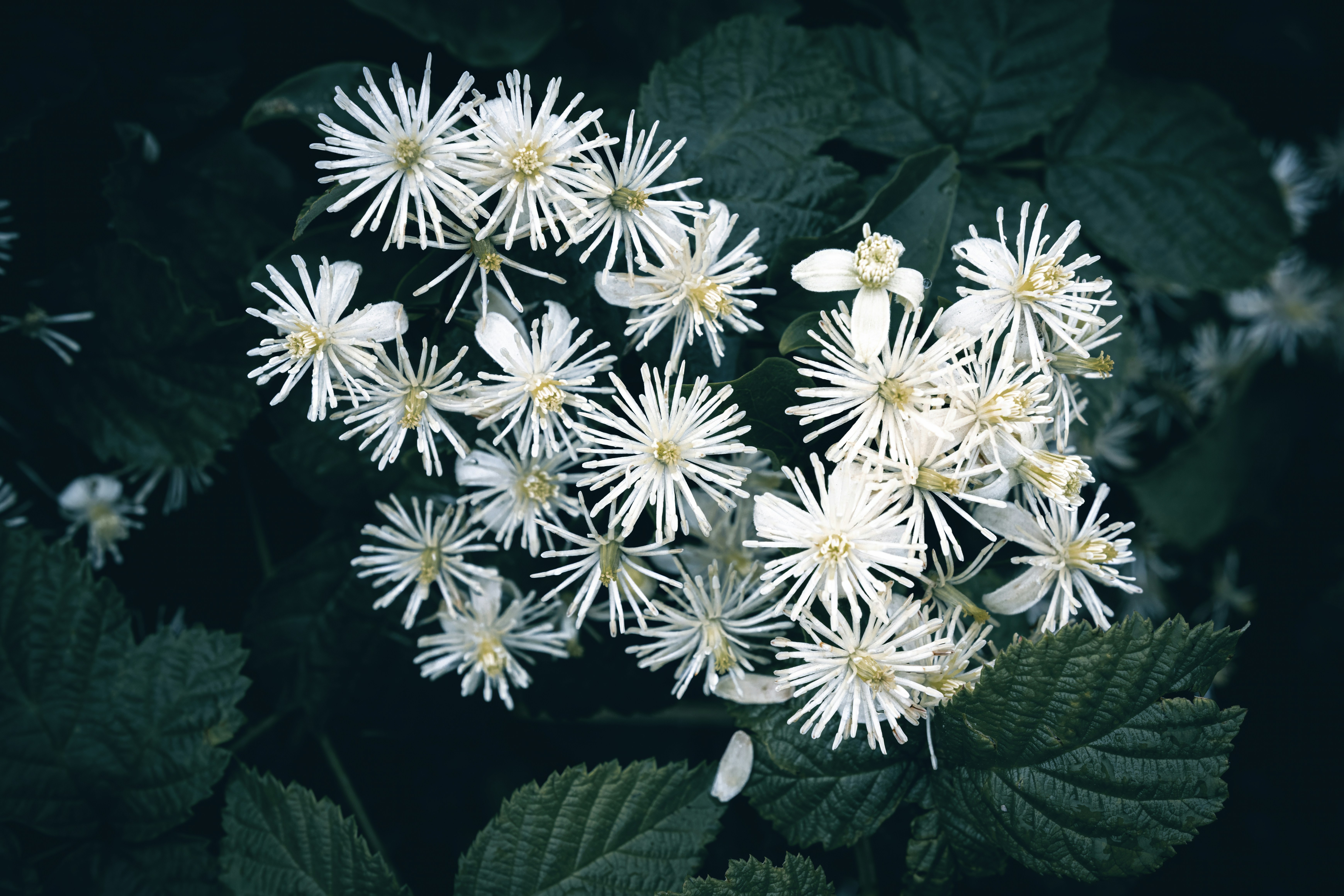 White Starbursts Amid Velvet Green