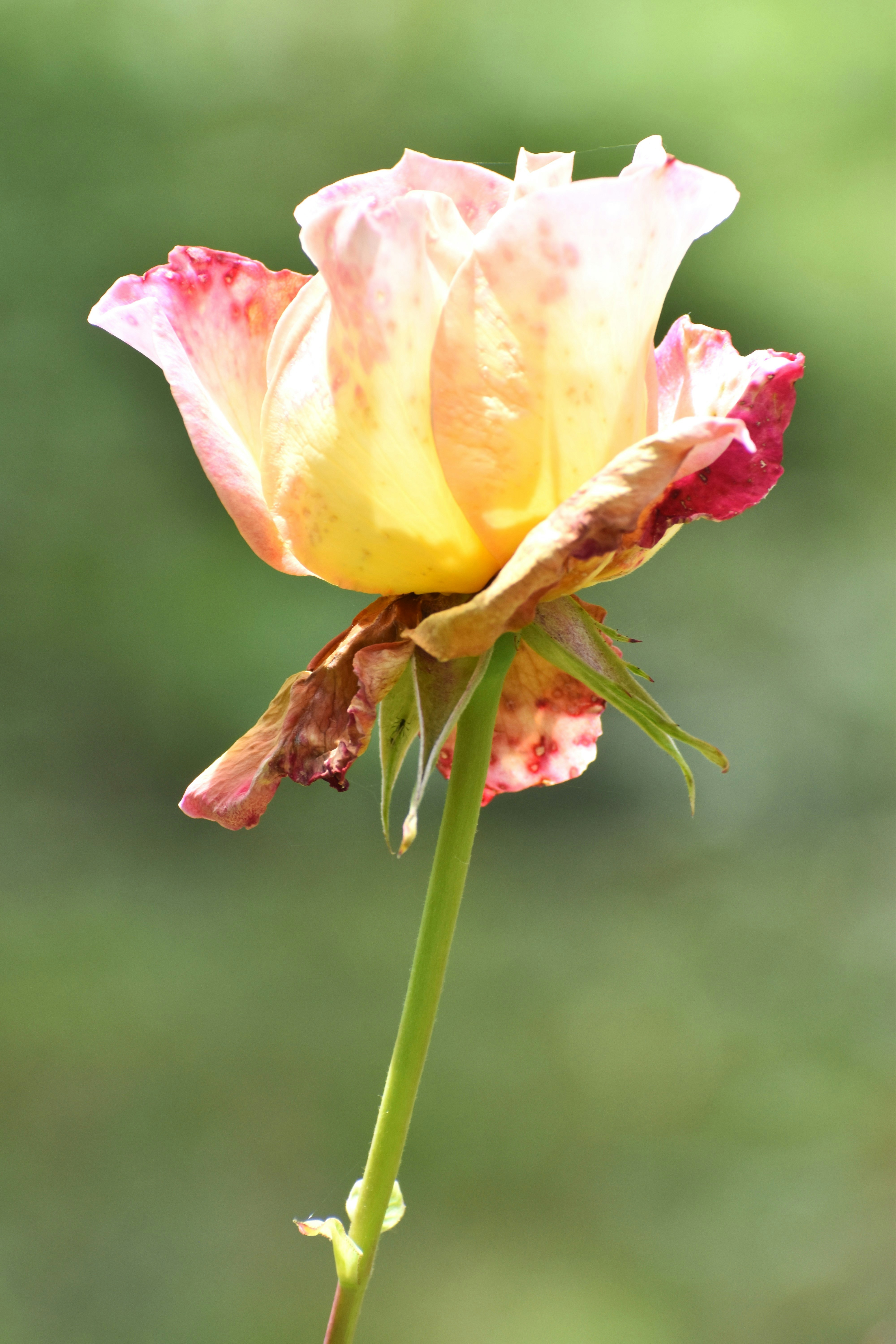 Luminescent Core: A Yellow-Pink Rose in a Velvet Green Backdrop