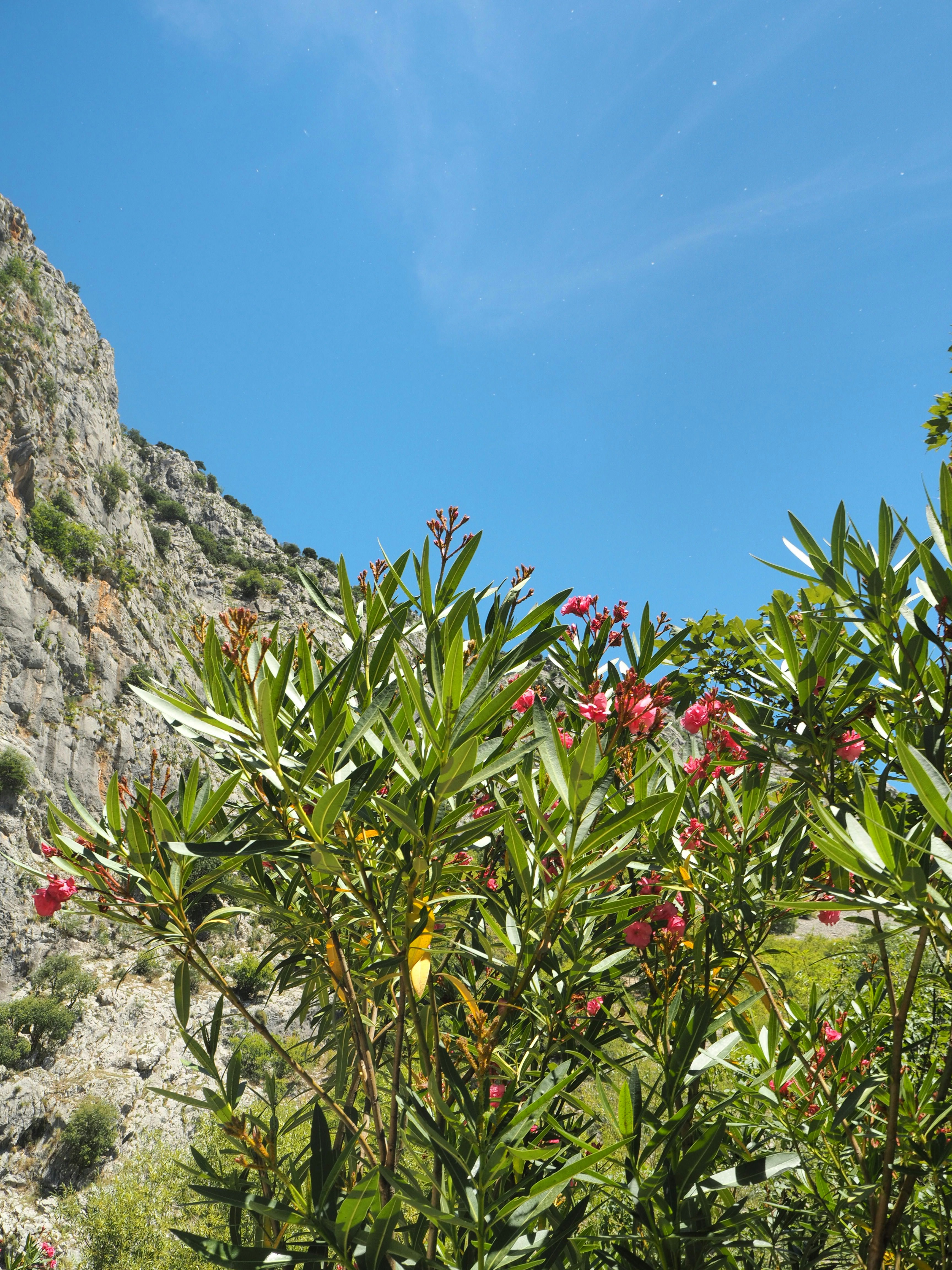 Vibrant pink flowers and glossy leaves dominate a sunlit shrub in front of a rocky hillside under a clear blue sky. A logo-like plant scene with a natural landscape backdrop.