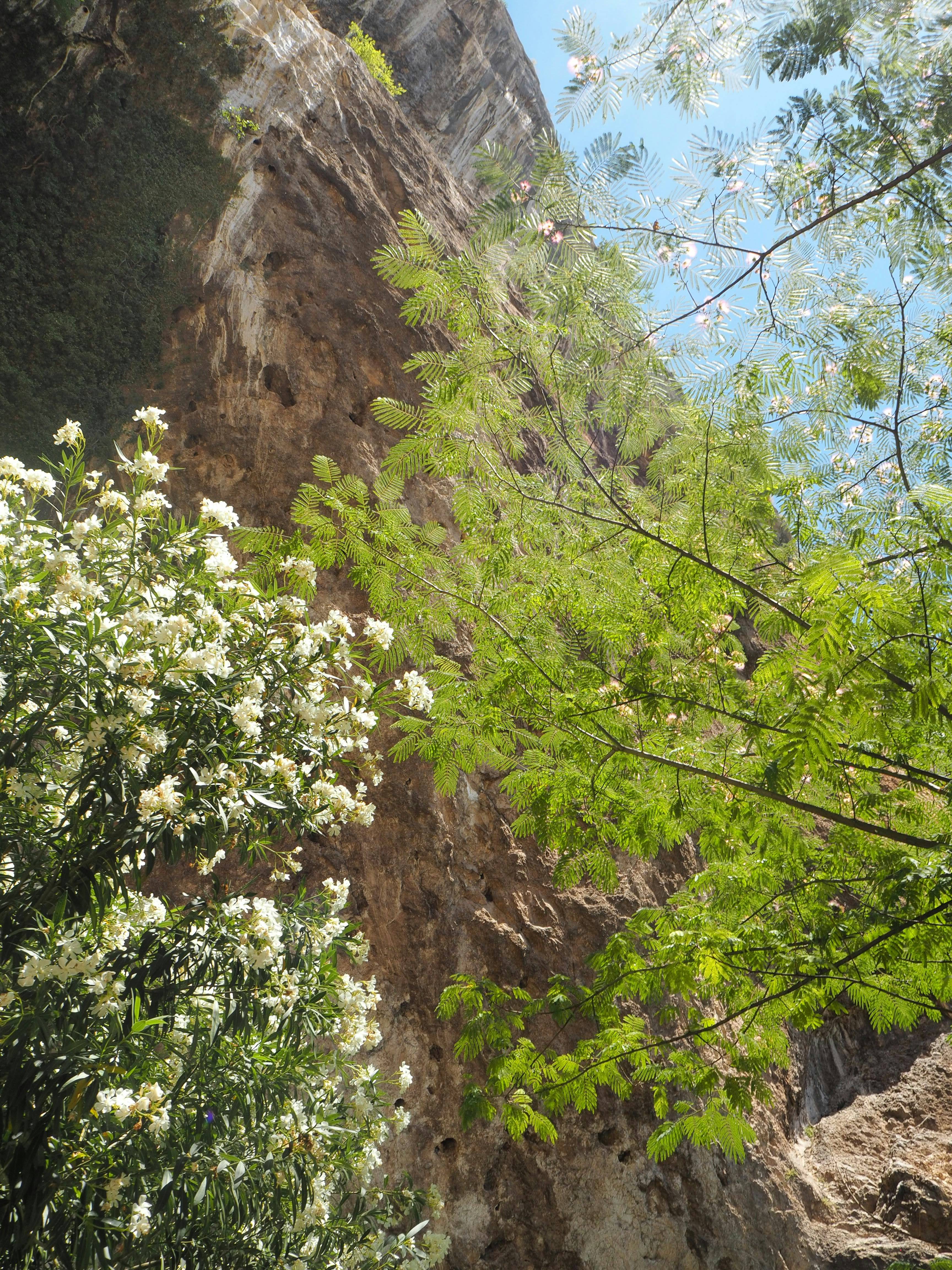 Verdant Frame: White Blooms Against a Sunlit Cliff Face