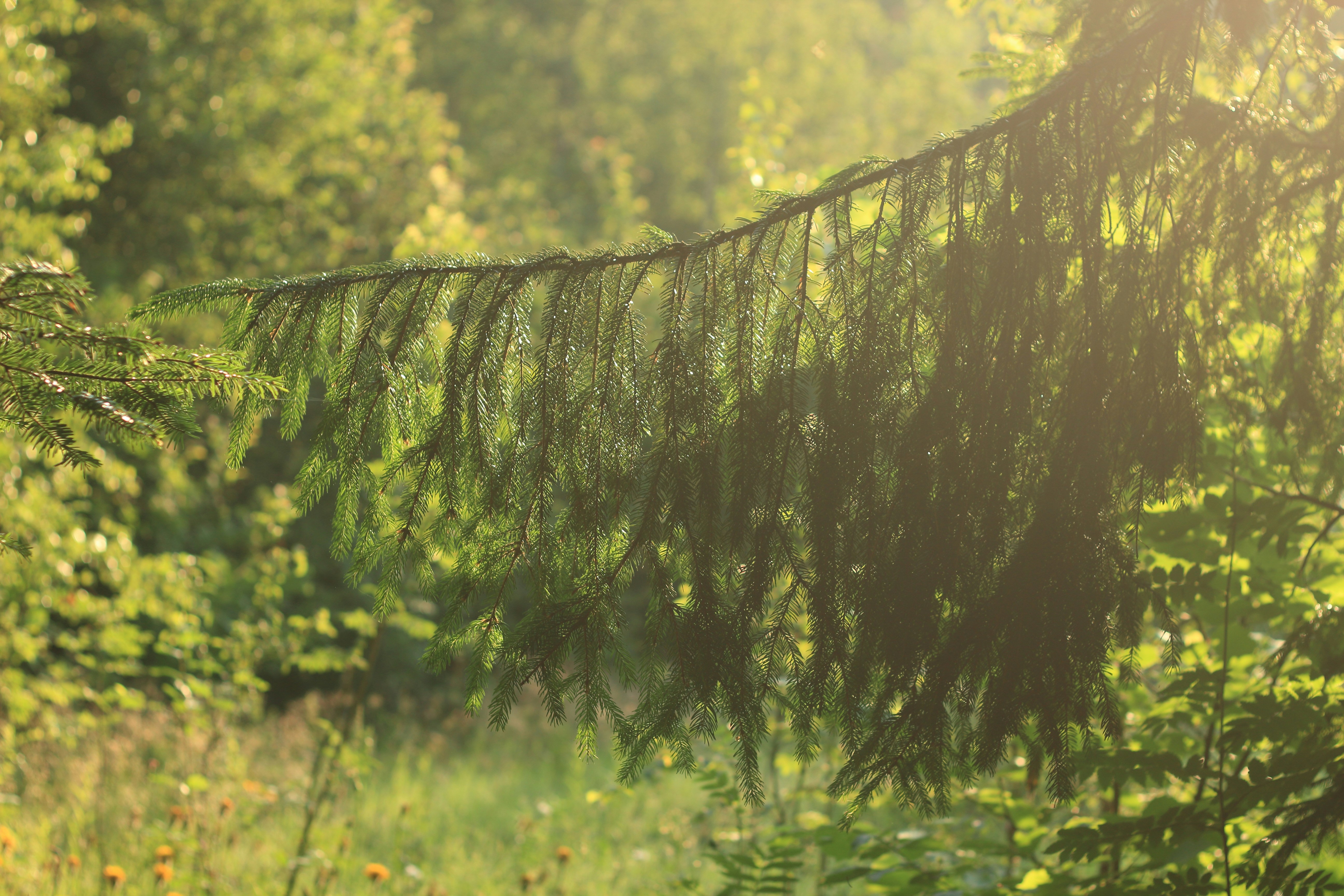Needle-threaded Light Across a Quiet Clearing